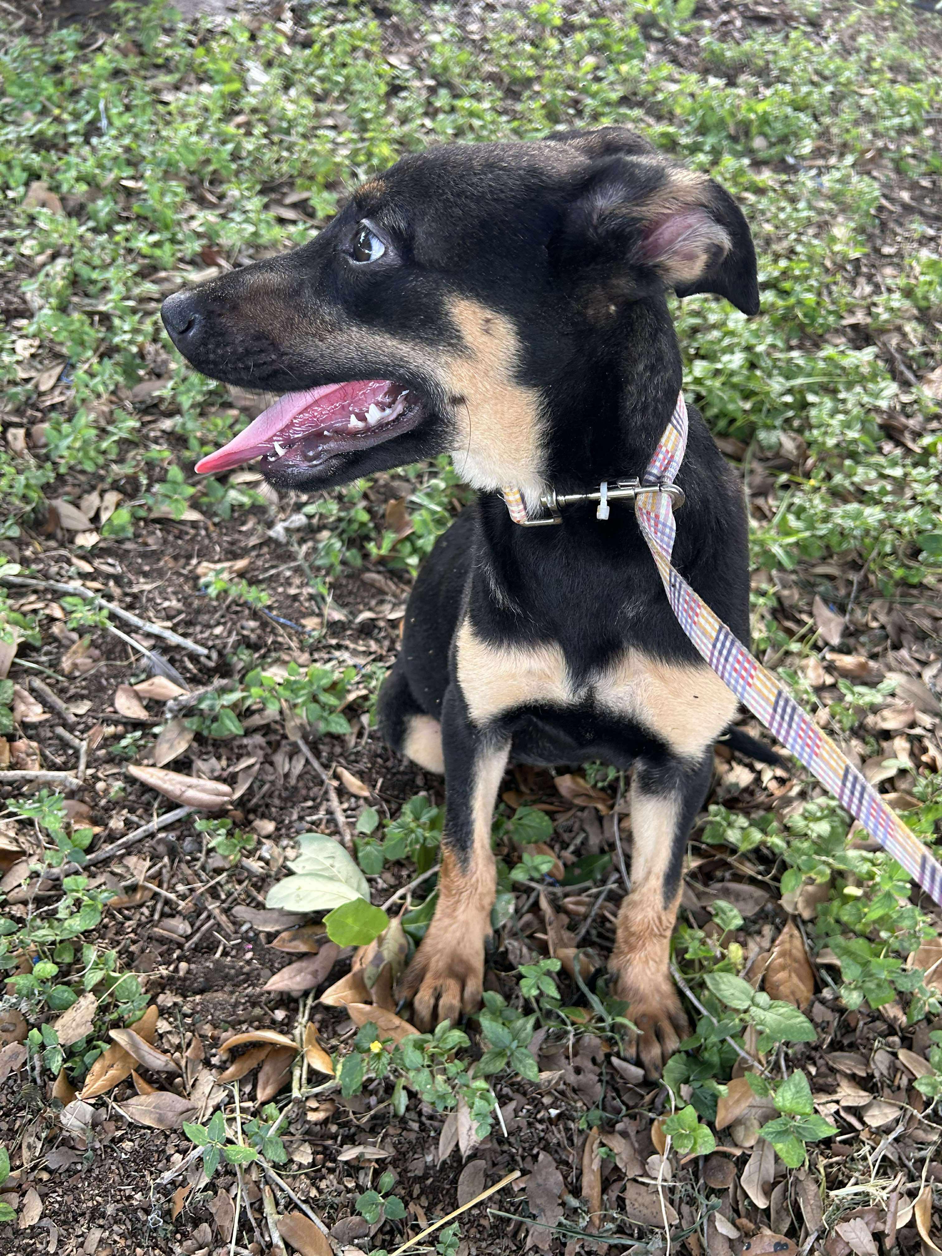 Dog for adoption - Tetris, a German Shepherd Dog Mix in Eau Claire, WI ...