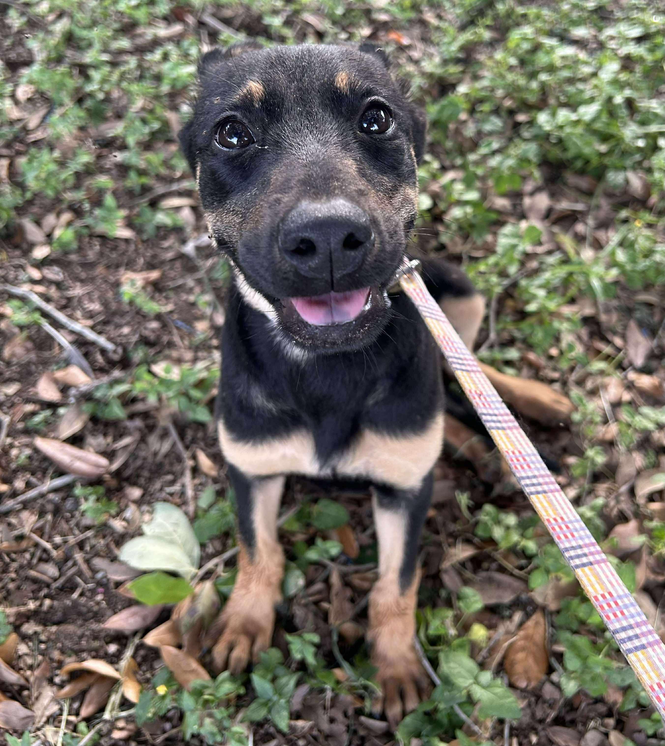 Dog for adoption - Tetris, a German Shepherd Dog Mix in Eau Claire, WI ...