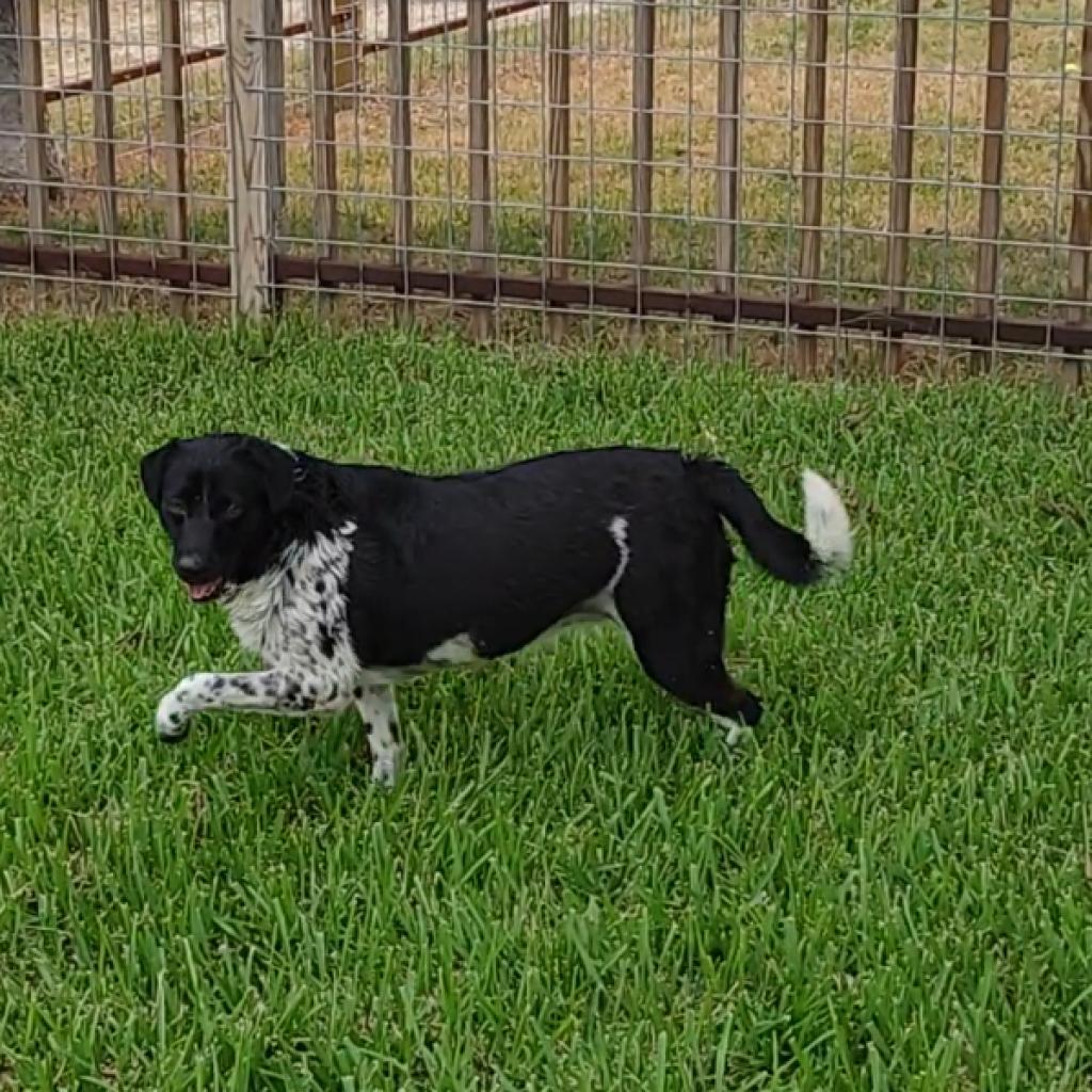 Dog for adoption - Mary Ann (bonded with Ginger), a German Shorthaired ...
