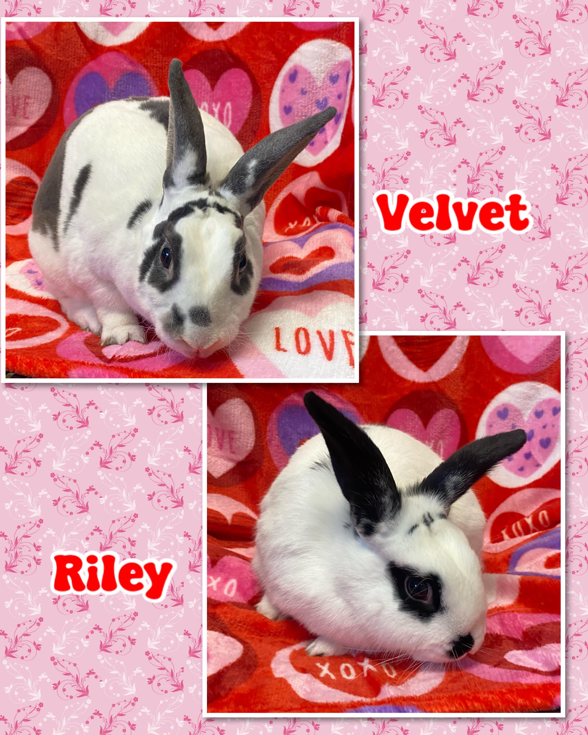Rabbit for adoption - Velvet and Riley, an American in Somerset, NJ ...