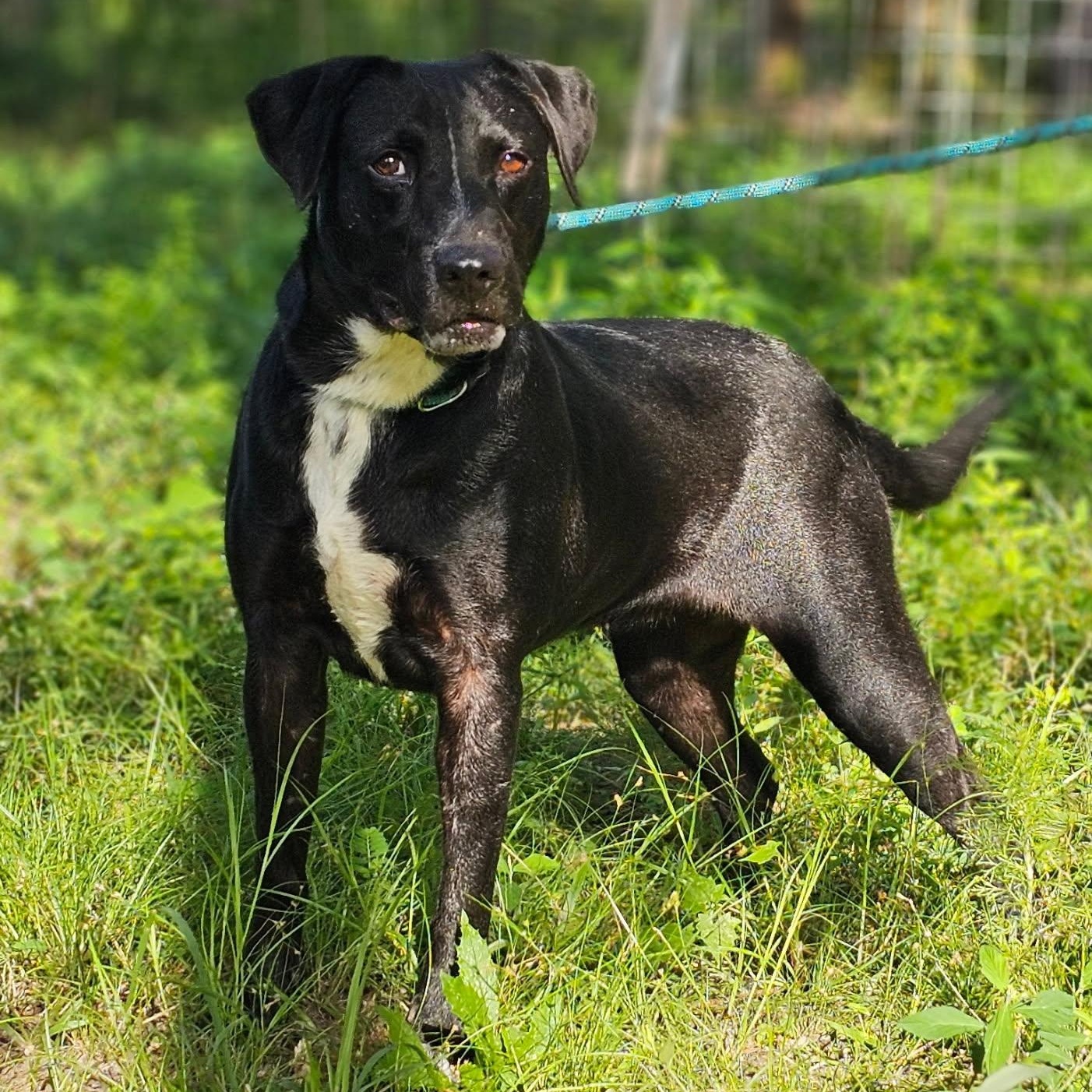 Dog for adoption - Hope, a Mixed Breed in Mt Pleasant, SC | Petfinder