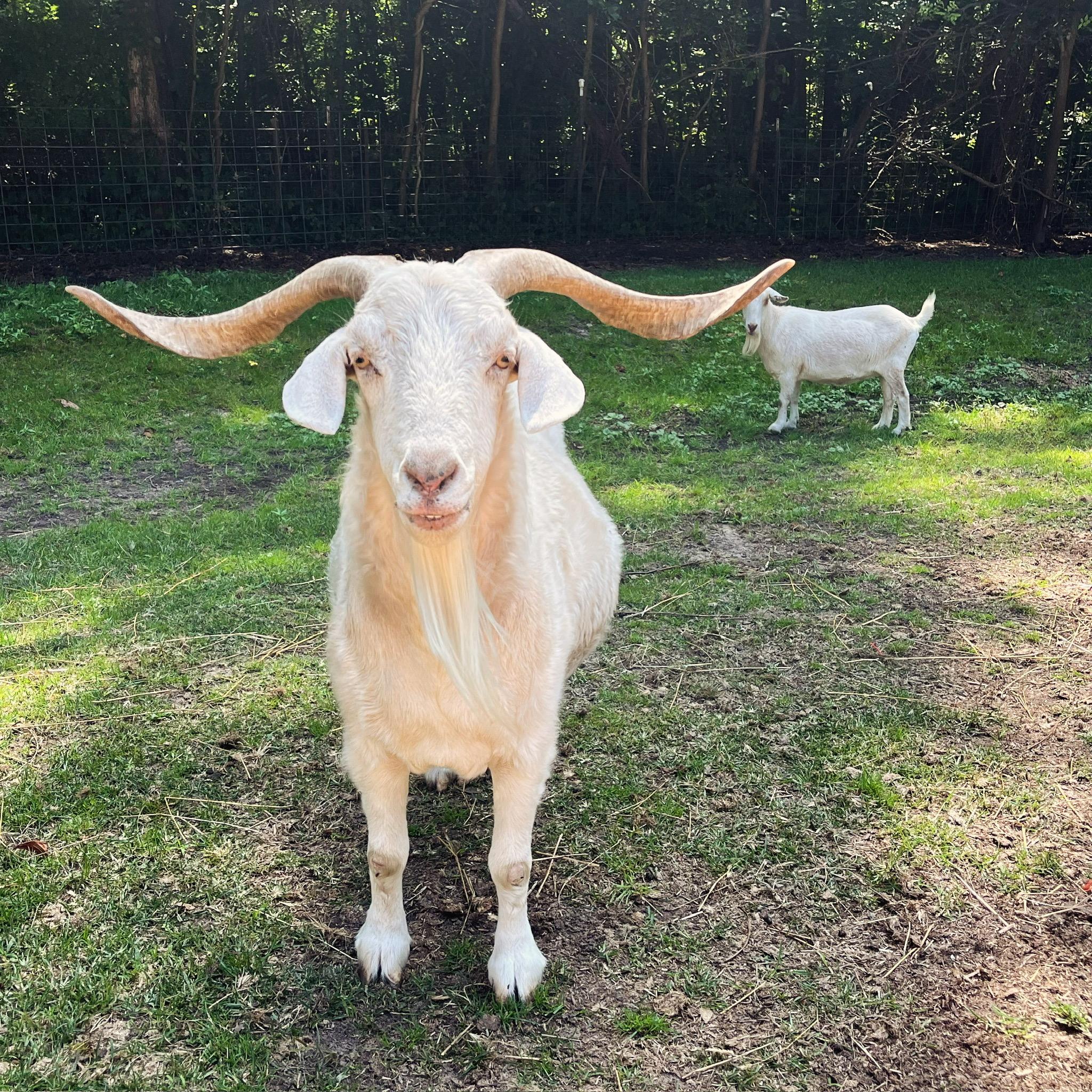 Goat for adoption - Billy, a Goat in Michigan City, IN | Petfinder