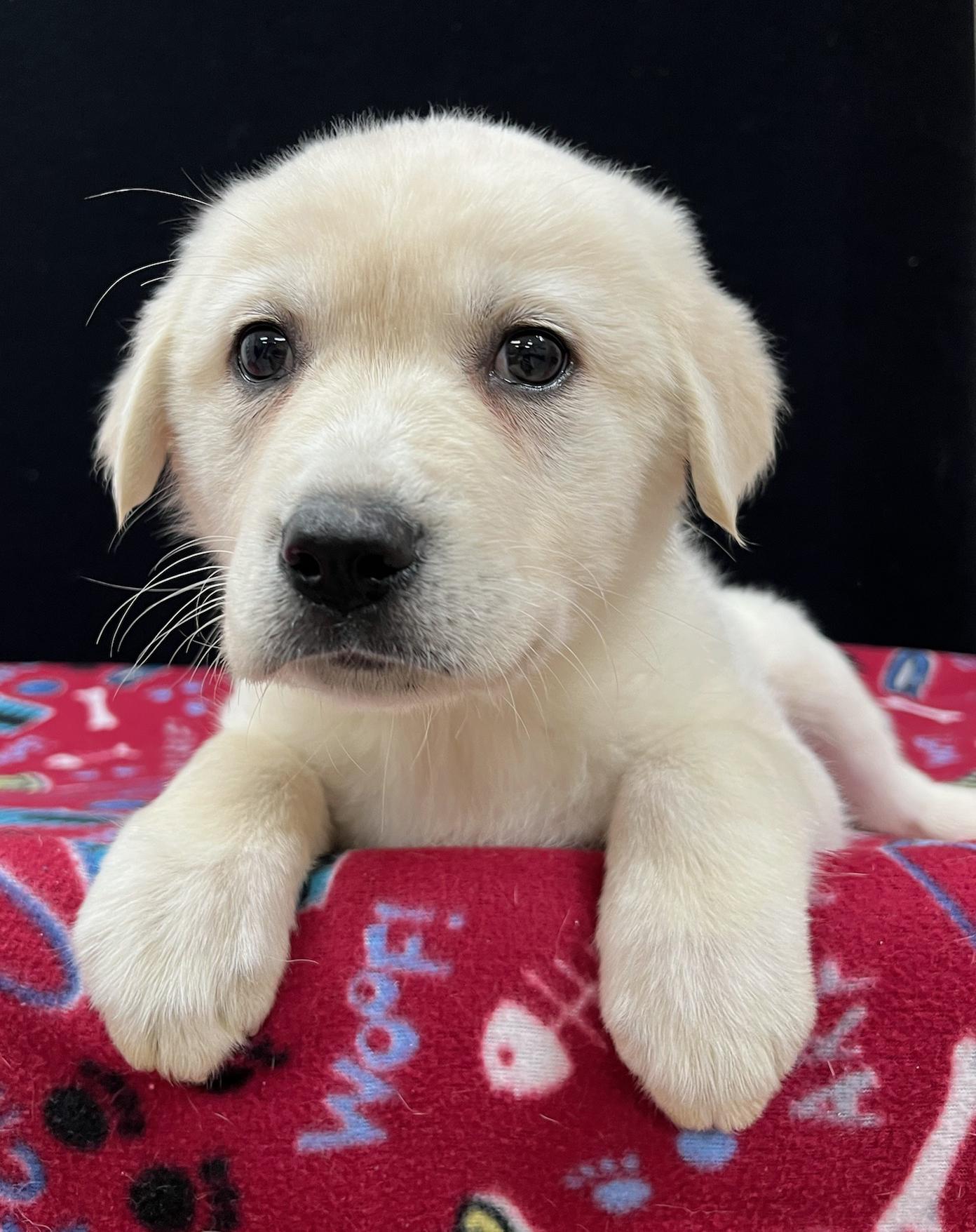 Dog for adoption - Rey, a Great Pyrenees & Black Labrador Retriever Mix in Neillsville, WI ...