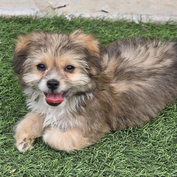 Dog for adoption - Doogie Howlser, a Pomapoo & Shorkie Mix in Milwaukee ...