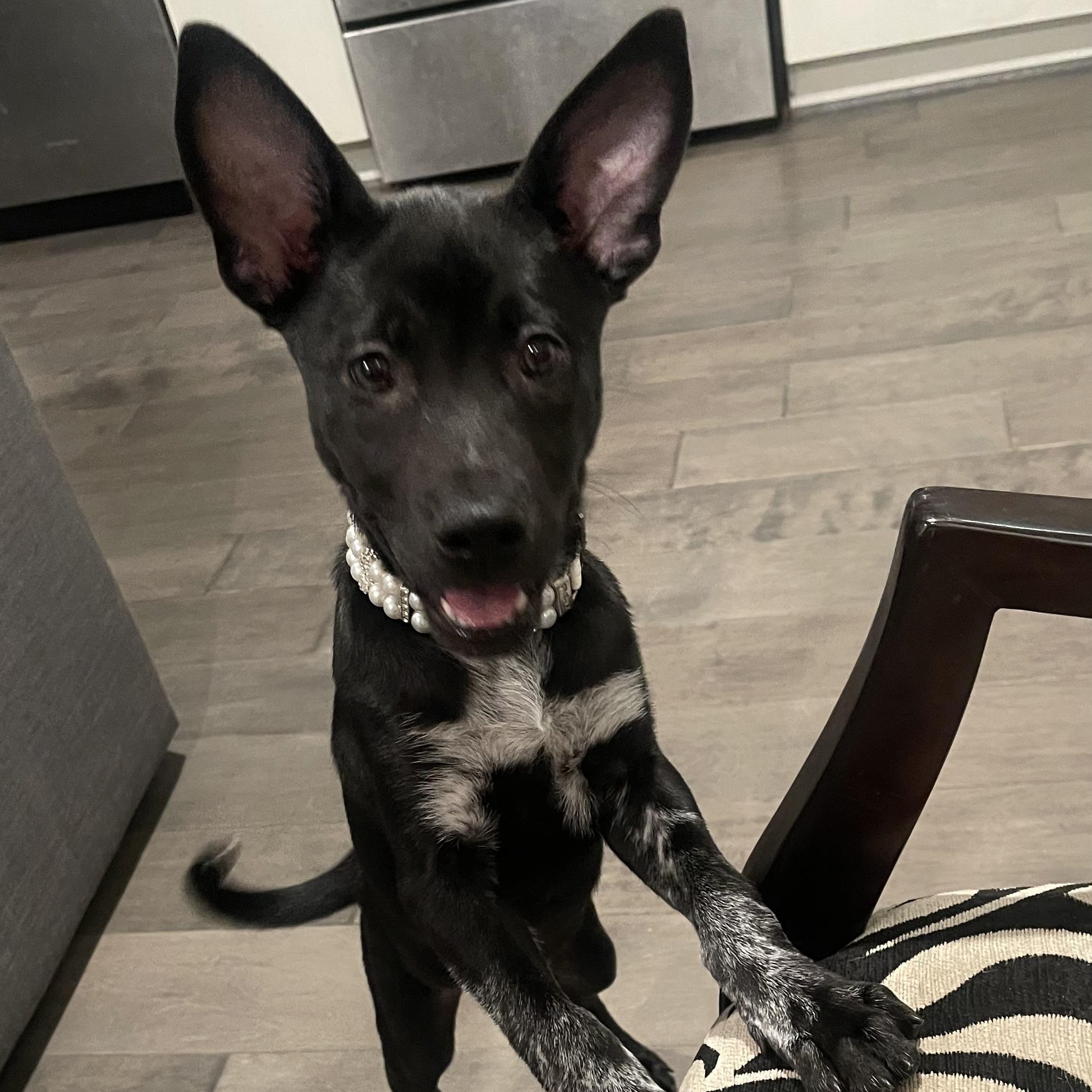 Dog for adoption - Micah, a Mixed Breed in Minneapolis, MN | Petfinder