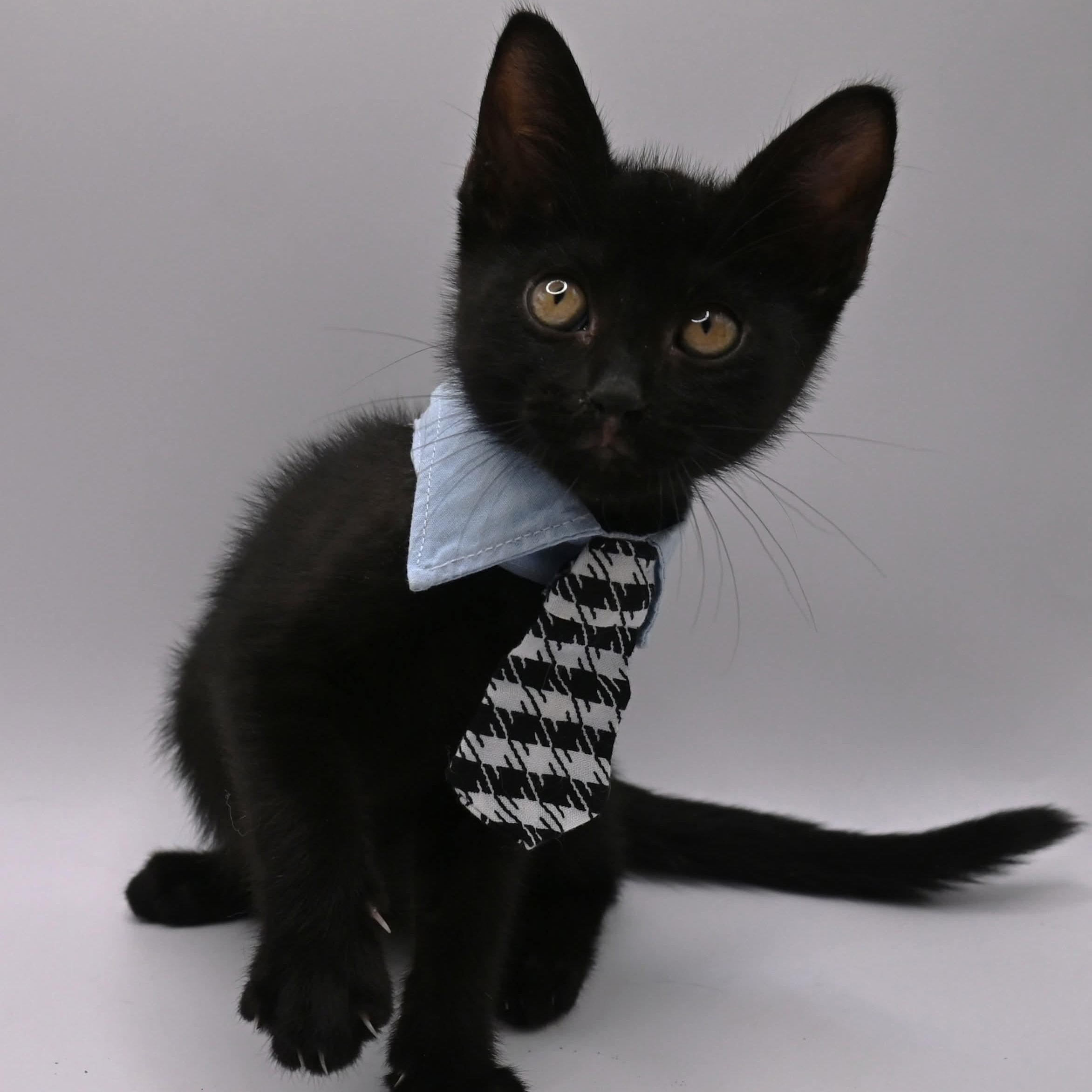 Cat for adoption - Joey, a Bombay Mix in South Amboy, NJ | Petfinder