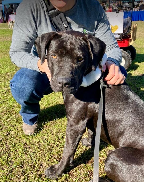 Dog for adoption - Bruce, a Mixed Breed in Mount Pleasant, SC | Petfinder