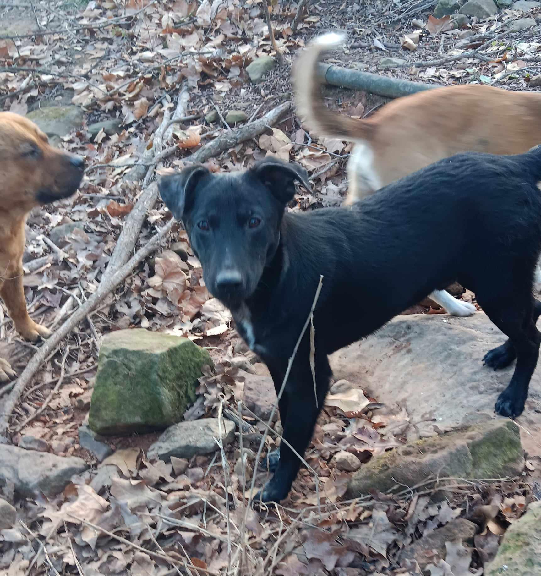 Dog for adoption - All breeds, all ages - find your match, an ...