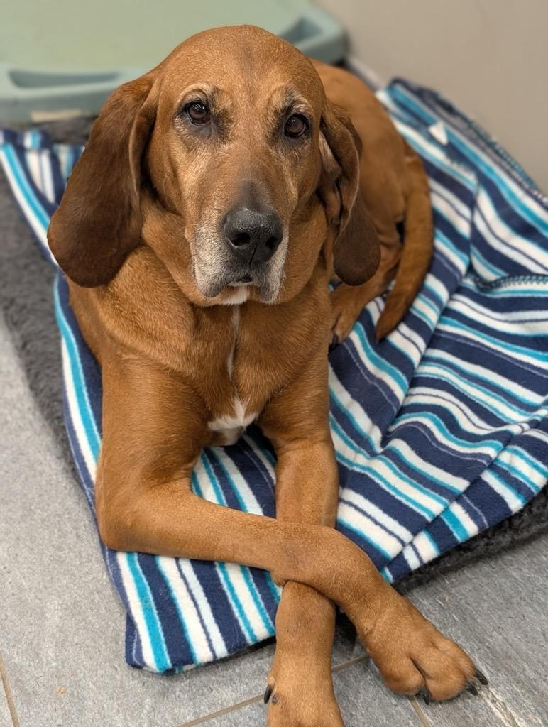 Kimber - Adoptable Pet | Petfinder | Petfinder