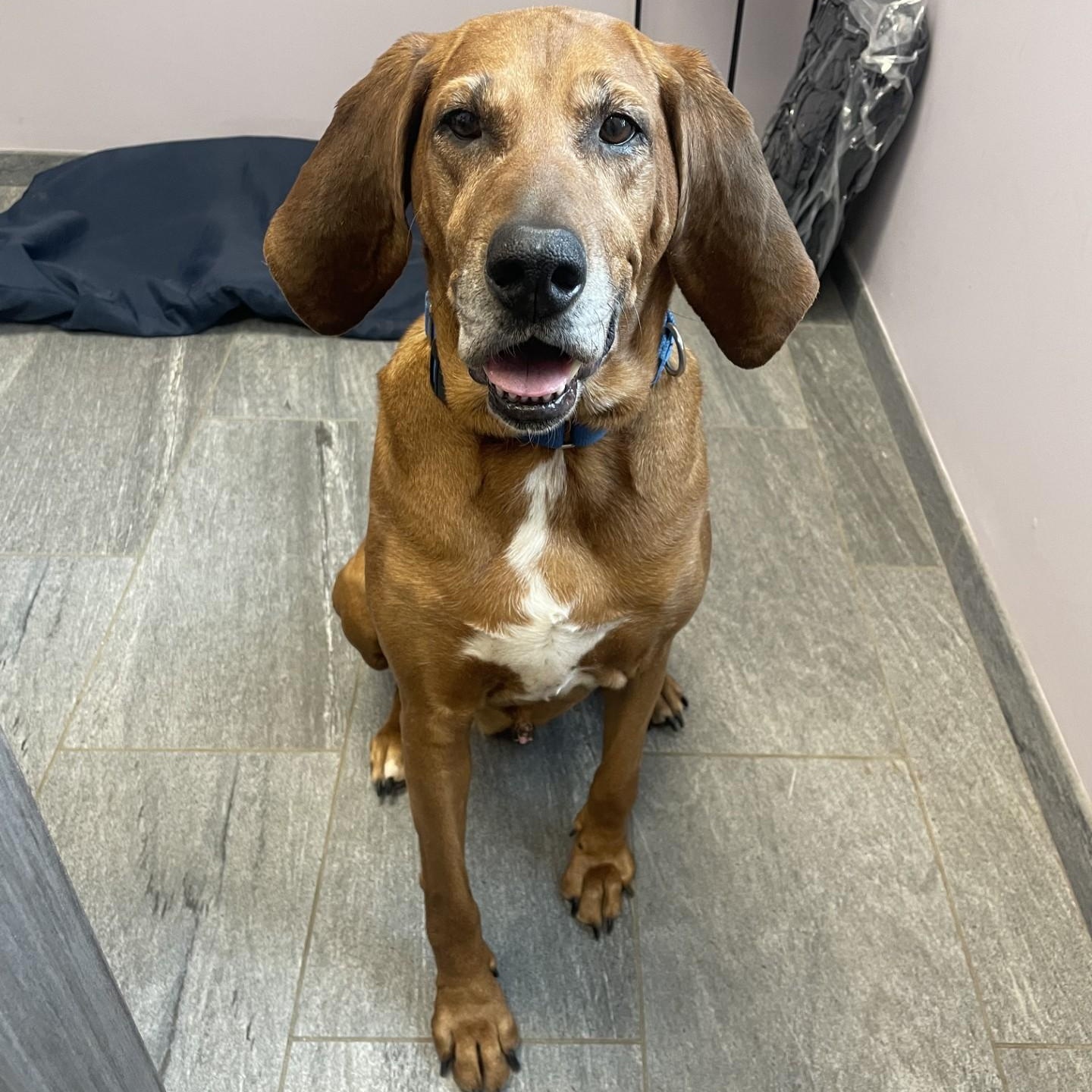 Kimber - Adoptable Pet | Petfinder | Petfinder