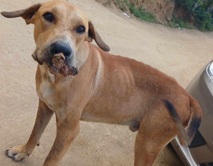 Dog for adoption - Sully, a Labrador Retriever Mix in Seattle, WA ...