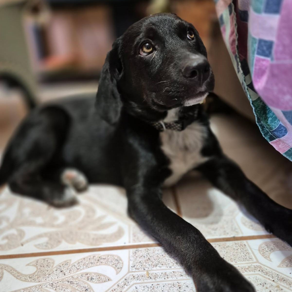 Dog for adoption - Pepper, a German Shorthaired Pointer in Richmond, VA | Petfinder