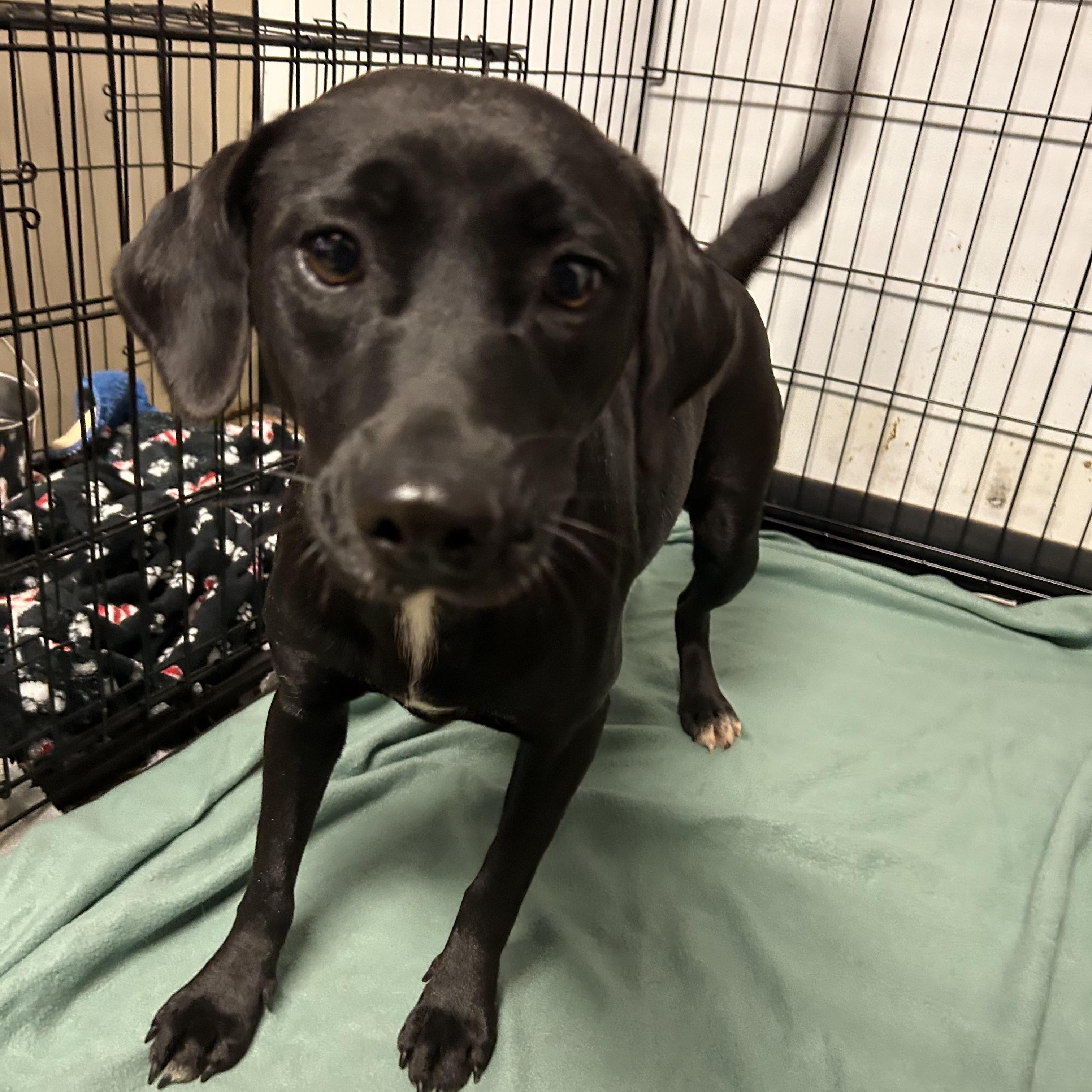 Dog for adoption - Sookie, a Beagle & Chocolate Labrador Retriever Mix ...