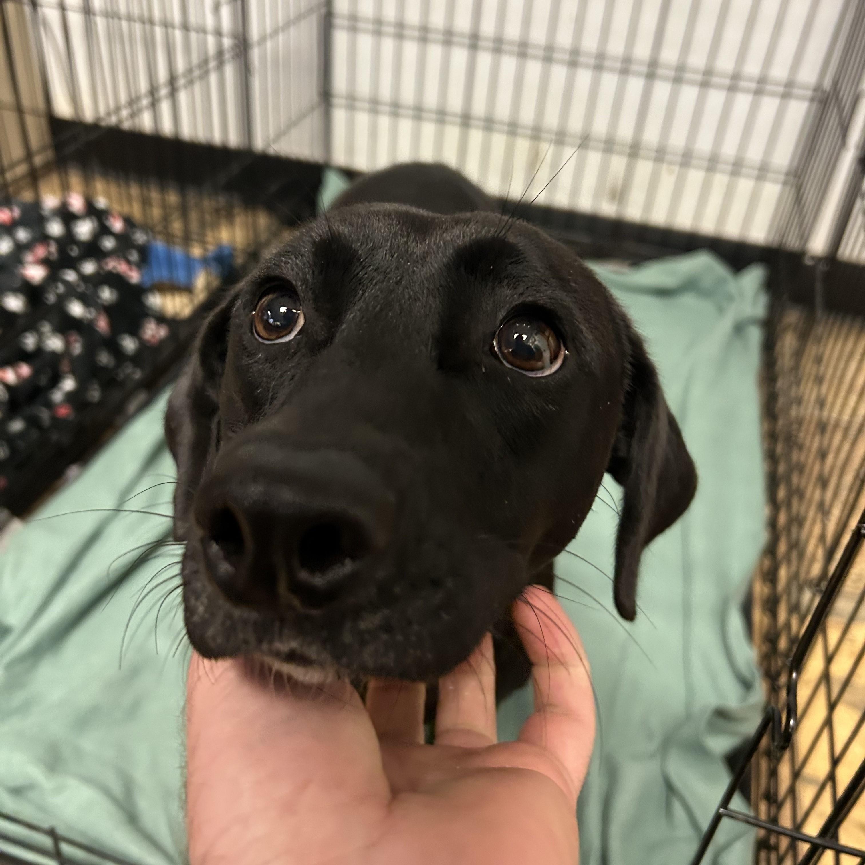Dog for adoption - Sookie, a Beagle & Chocolate Labrador Retriever Mix ...