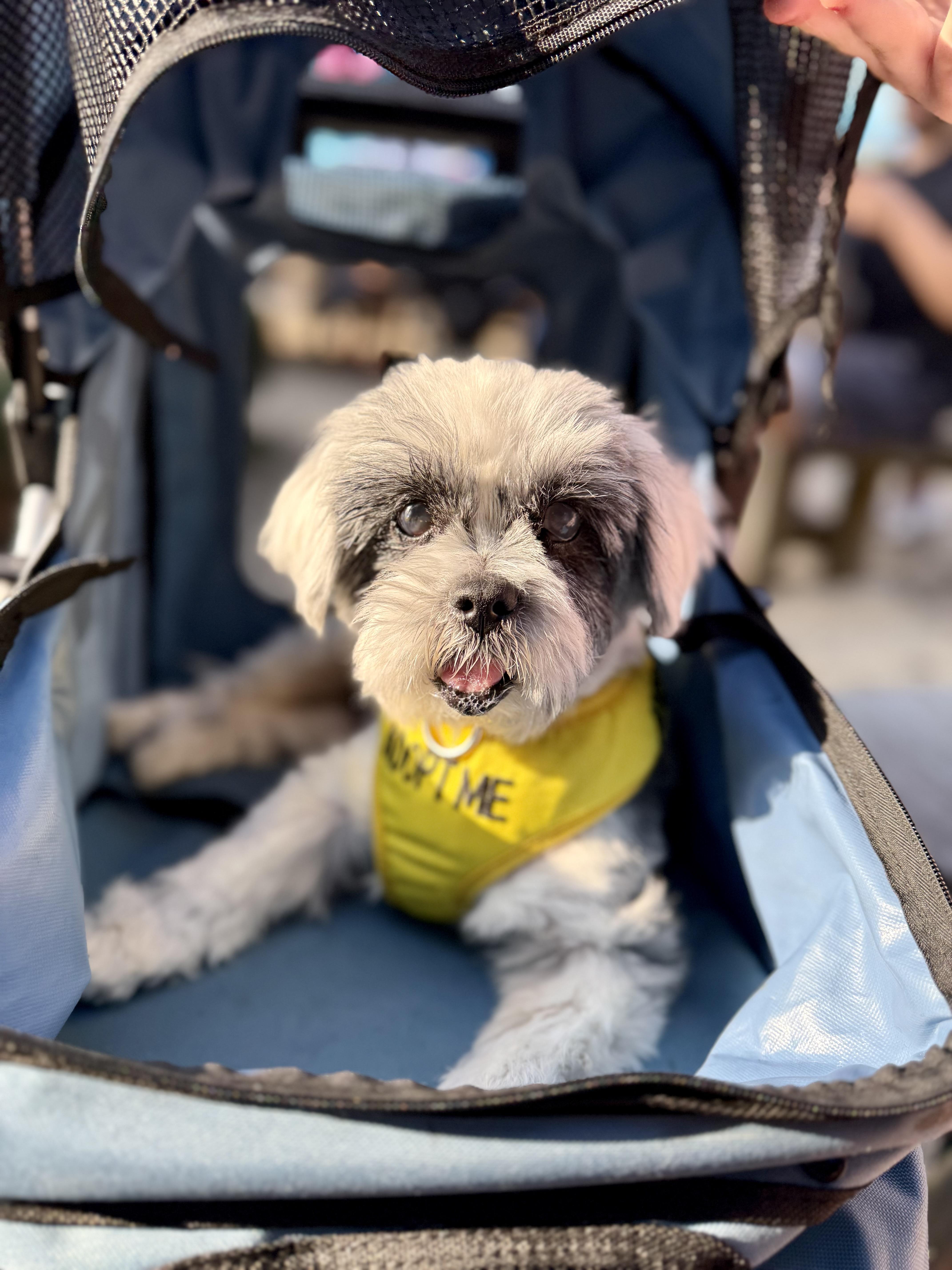Della - Adoptable Pet | Petfinder | Petfinder