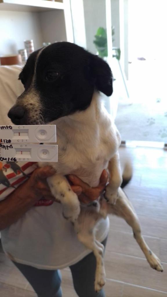 Dog for adoption - Pinto, a Border Collie & Chihuahua Mix in Los ...