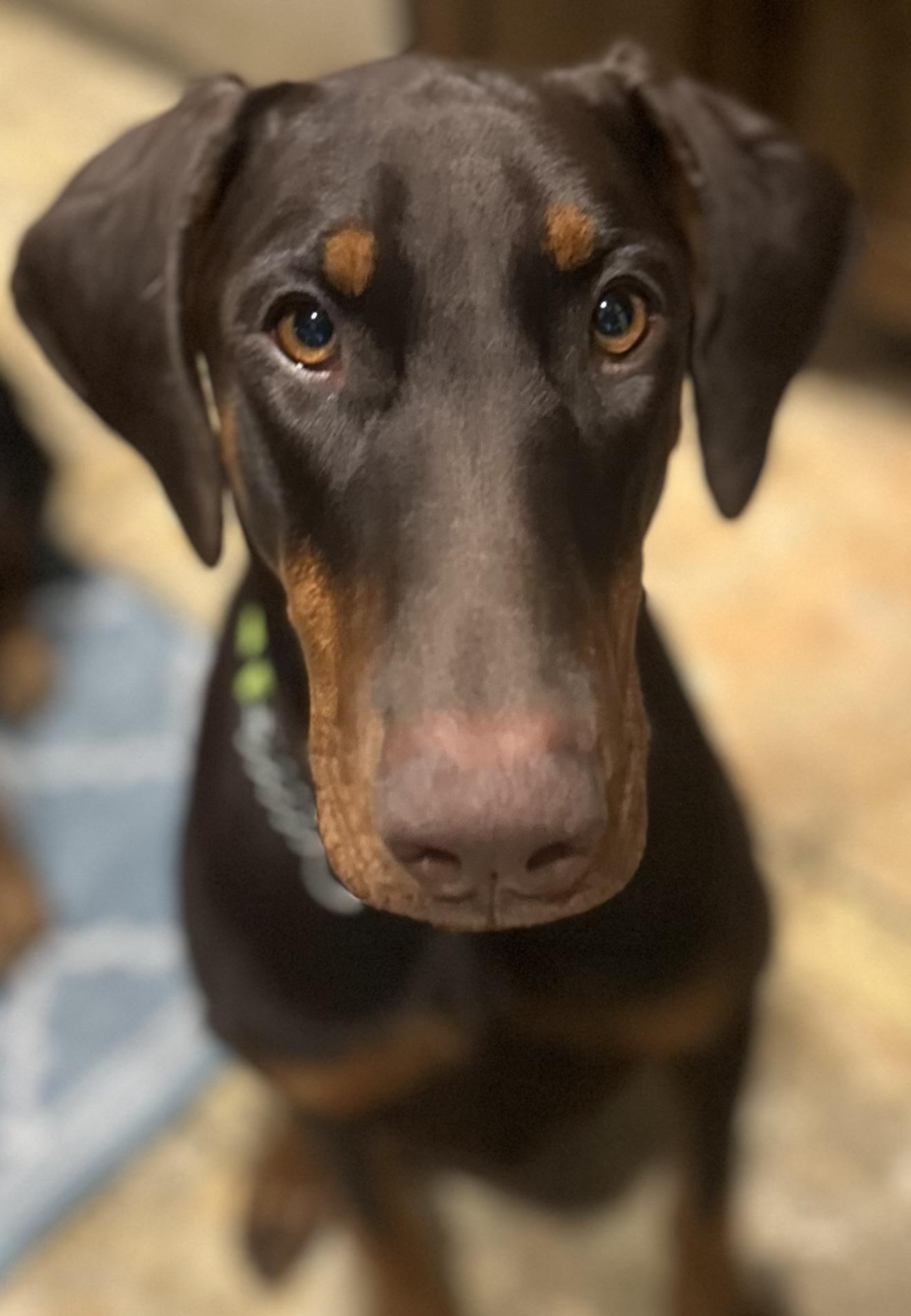 Dog for adoption - Millie "Mildred", a Doberman Pinscher in Hamel, IL ...