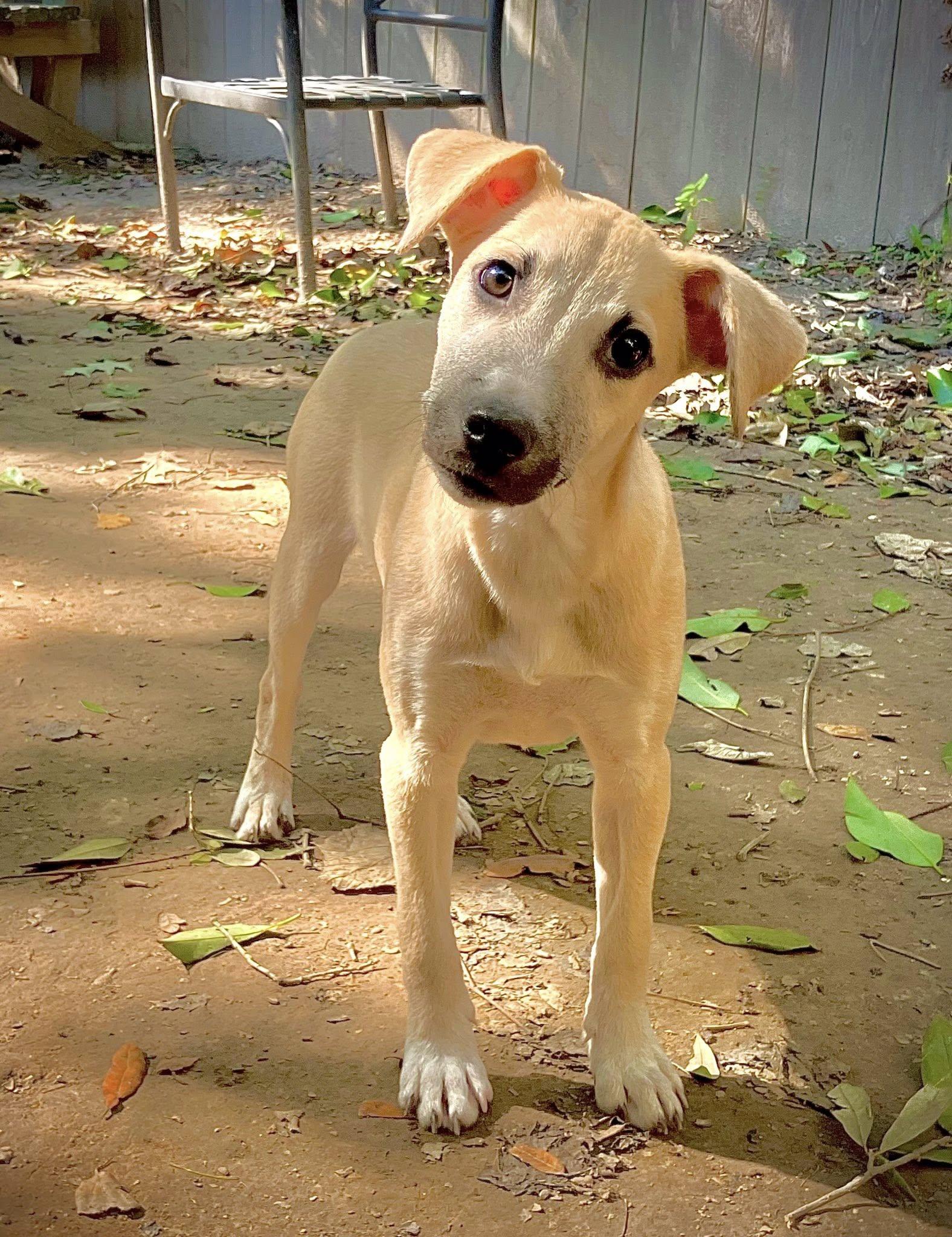 Dog for adoption - Whiskey, a Hound Mix in Baton Rouge, LA | Petfinder