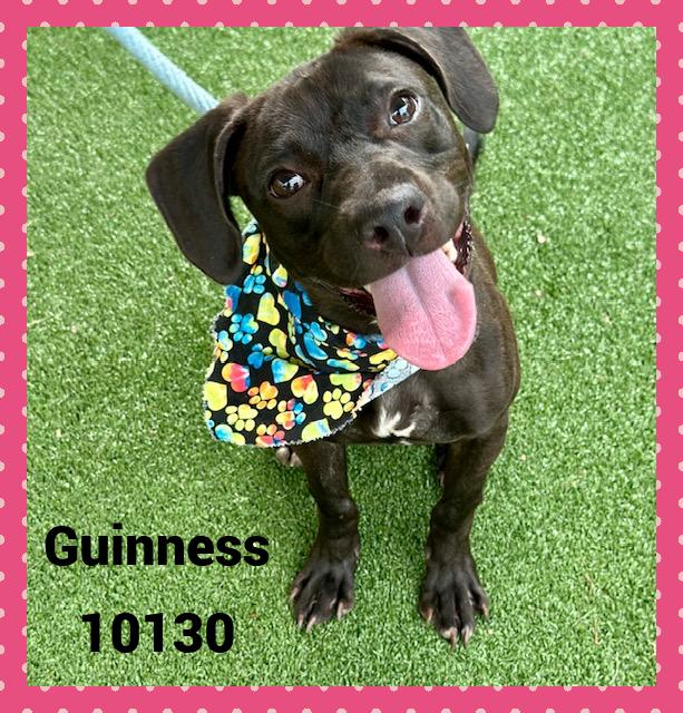 Dog for adoption - GUINNESS, a Black Labrador Retriever Mix in Marietta ...