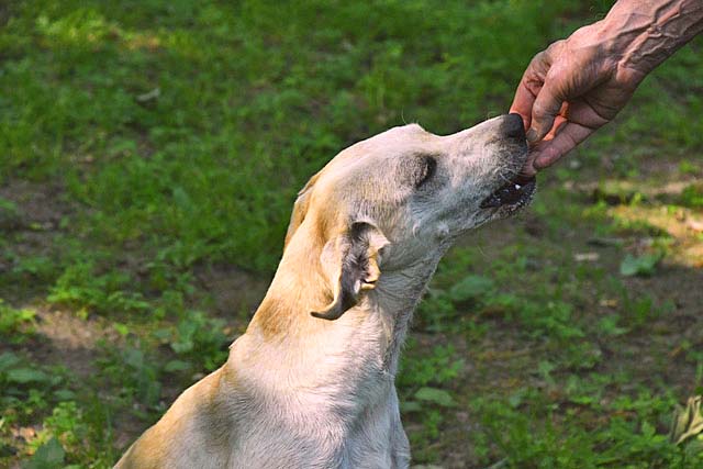 Dog for adoption - Leah, a Labrador Retriever & Hound Mix in Columbus ...