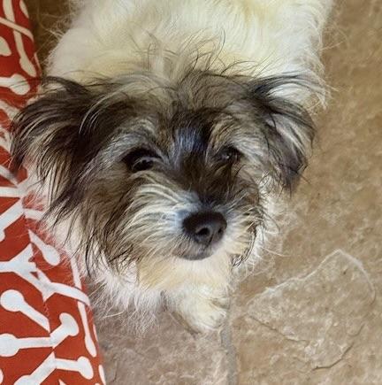 Dog for adoption - periwinkle, a Terrier Mix in quicksburg, VA | Petfinder