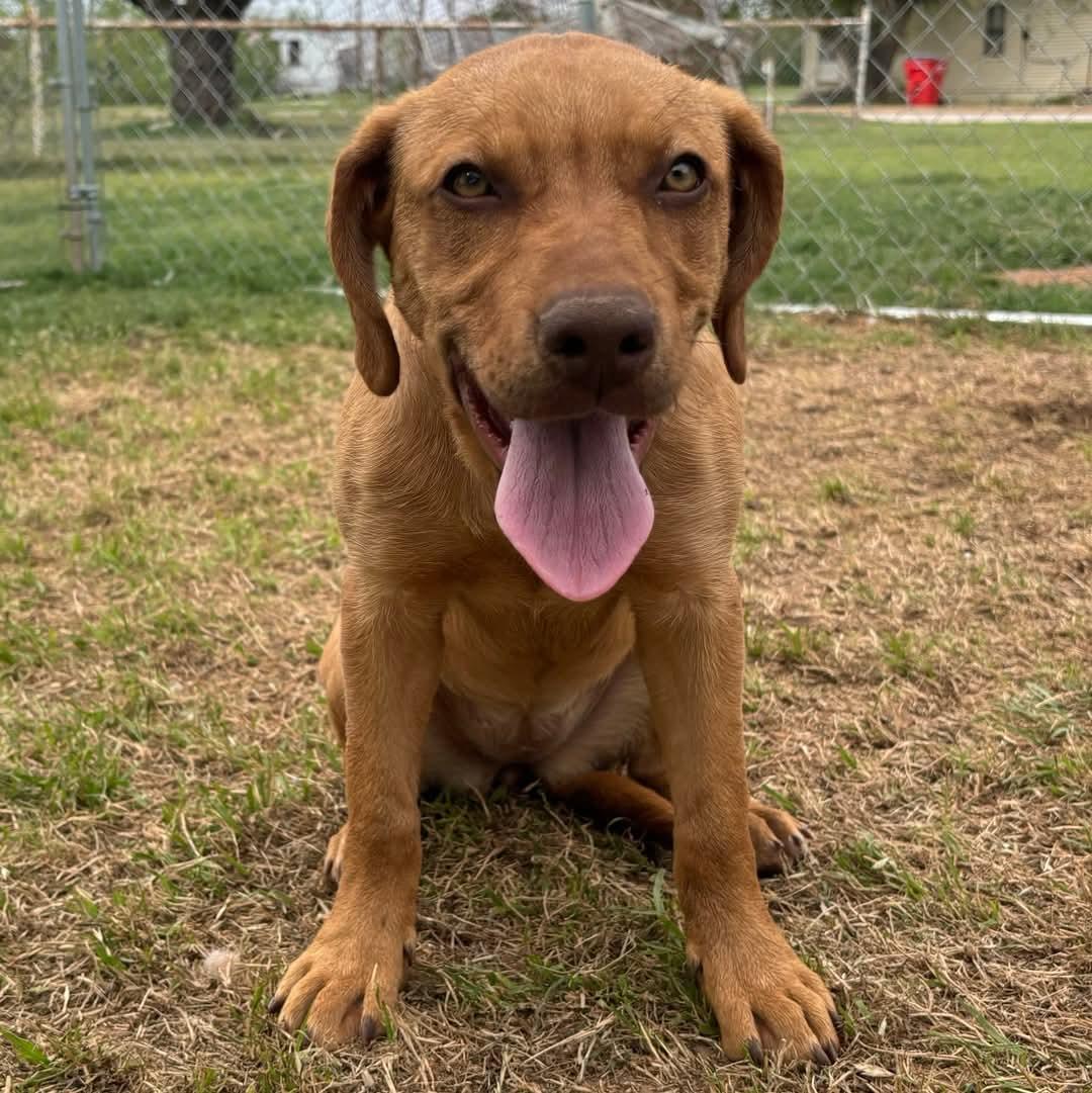 Dog for adoption - Snickerdoodle, a Labrador Retriever in Wichita Falls ...