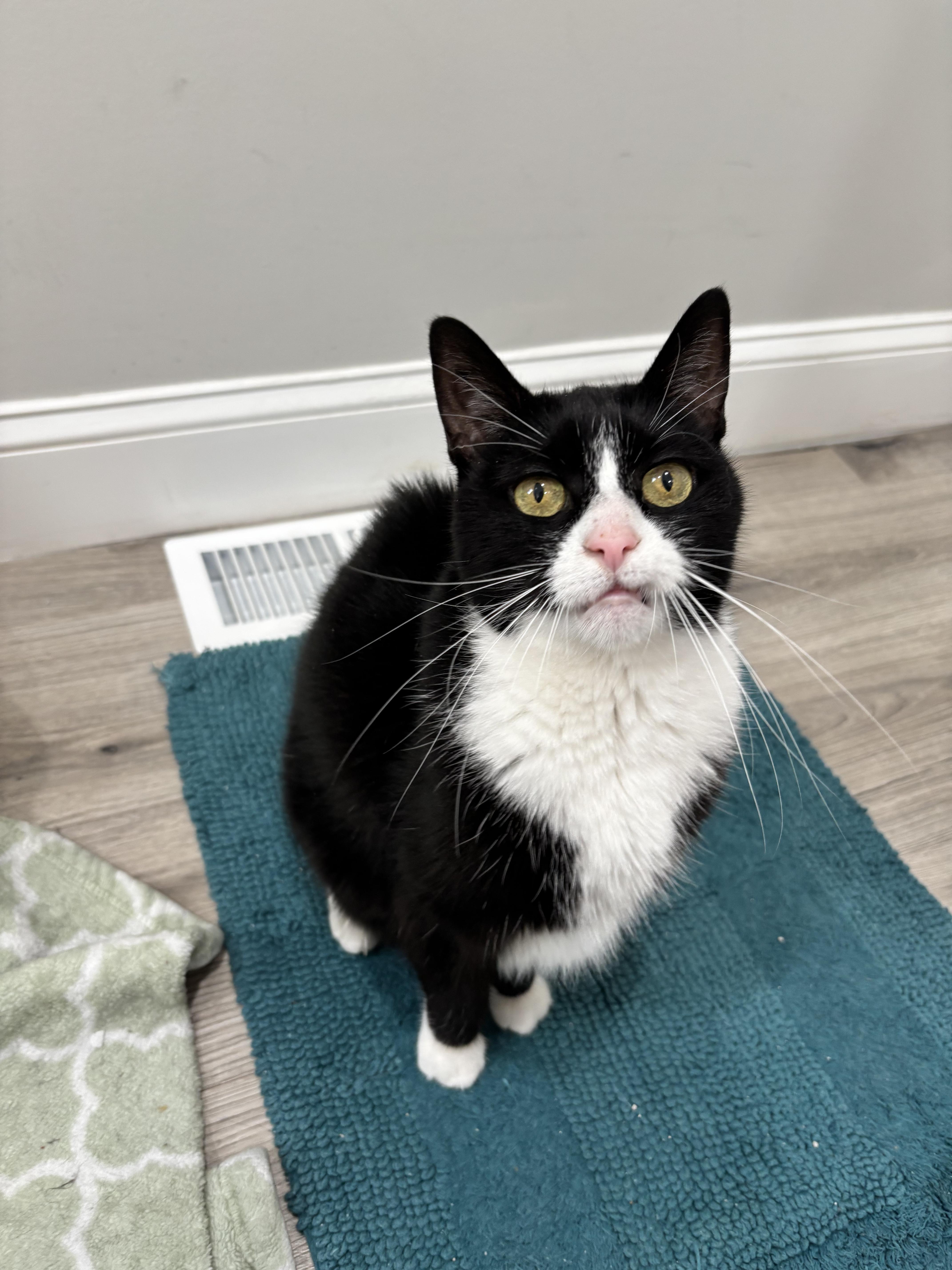 Cat for adoption - Margo (bonded w/ Maggie), a Tuxedo & Domestic Medium Hair Mix in Philadelphia ...