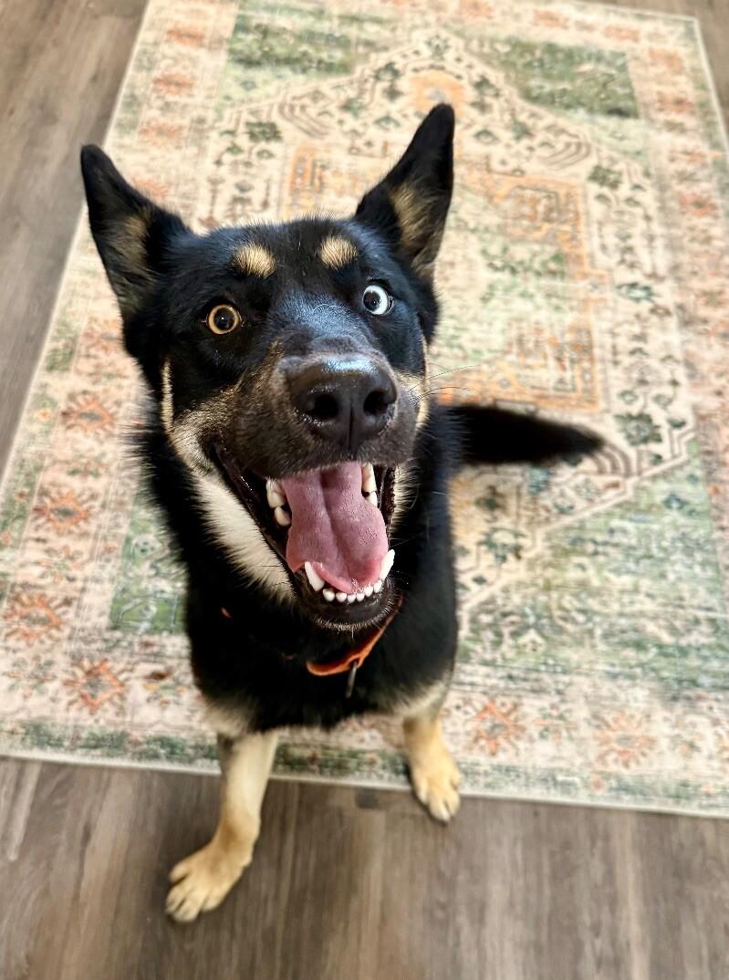 Dog for adoption - Gaia the sweetest kid friendly GSD, a German ...