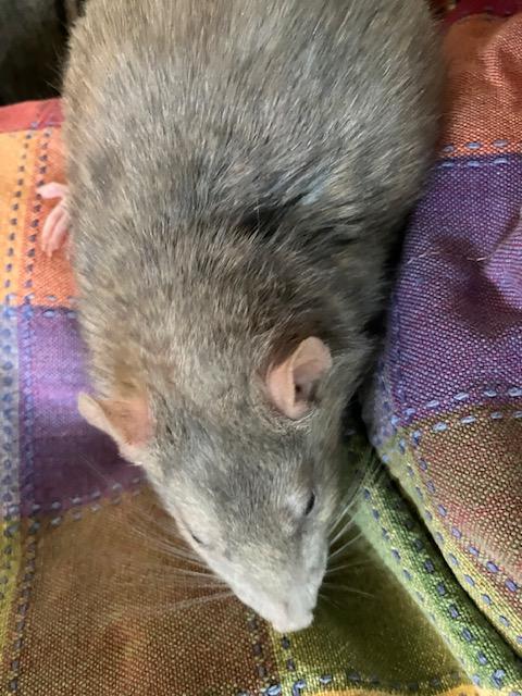 Rat for adoption - Satin and Velvet, a Rat in Phoenix, AZ | Petfinder