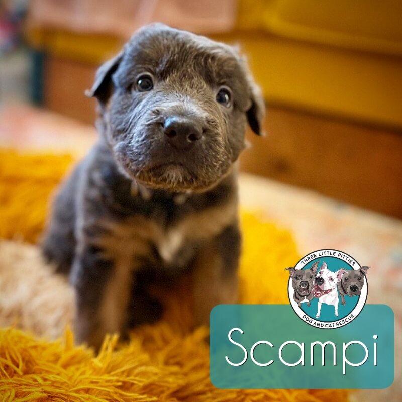 Dog for adoption - Scampi Roe, a Labrador Retriever & Pit Bull Terrier ...