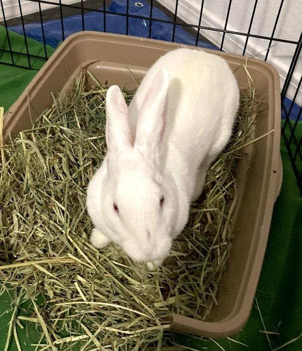 Rabbit for adoption - Alice (courtesy listing), a Florida White in ...