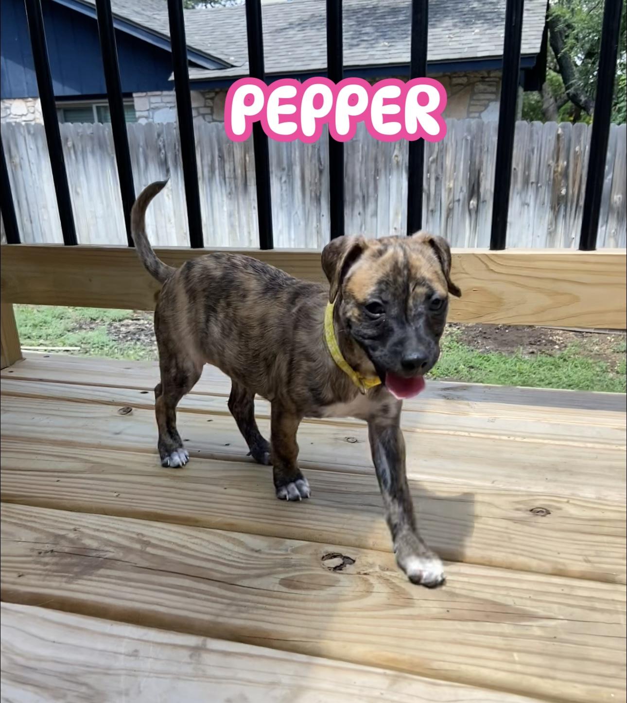 Dog for adoption - Pepper, a Jack Russell Terrier Mix in pittsburgh, PA | Petfinder