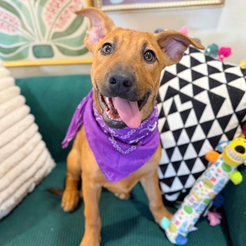 Dog for adoption - Molly Puppykisses, a Labrador Retriever Mix in Provo ...