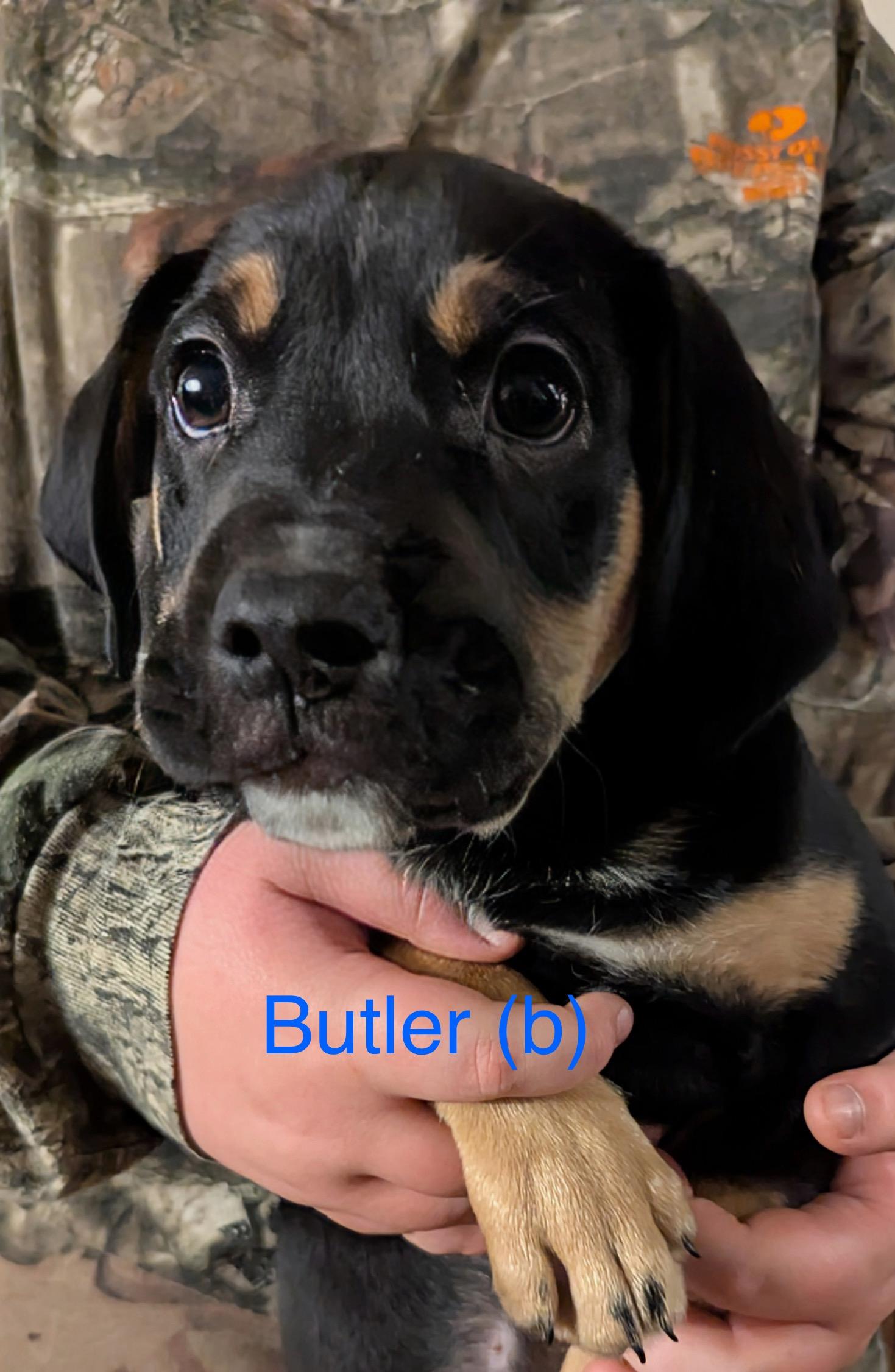 Dog for adoption - butler, a Labrador Retriever & Shepherd Mix in ...