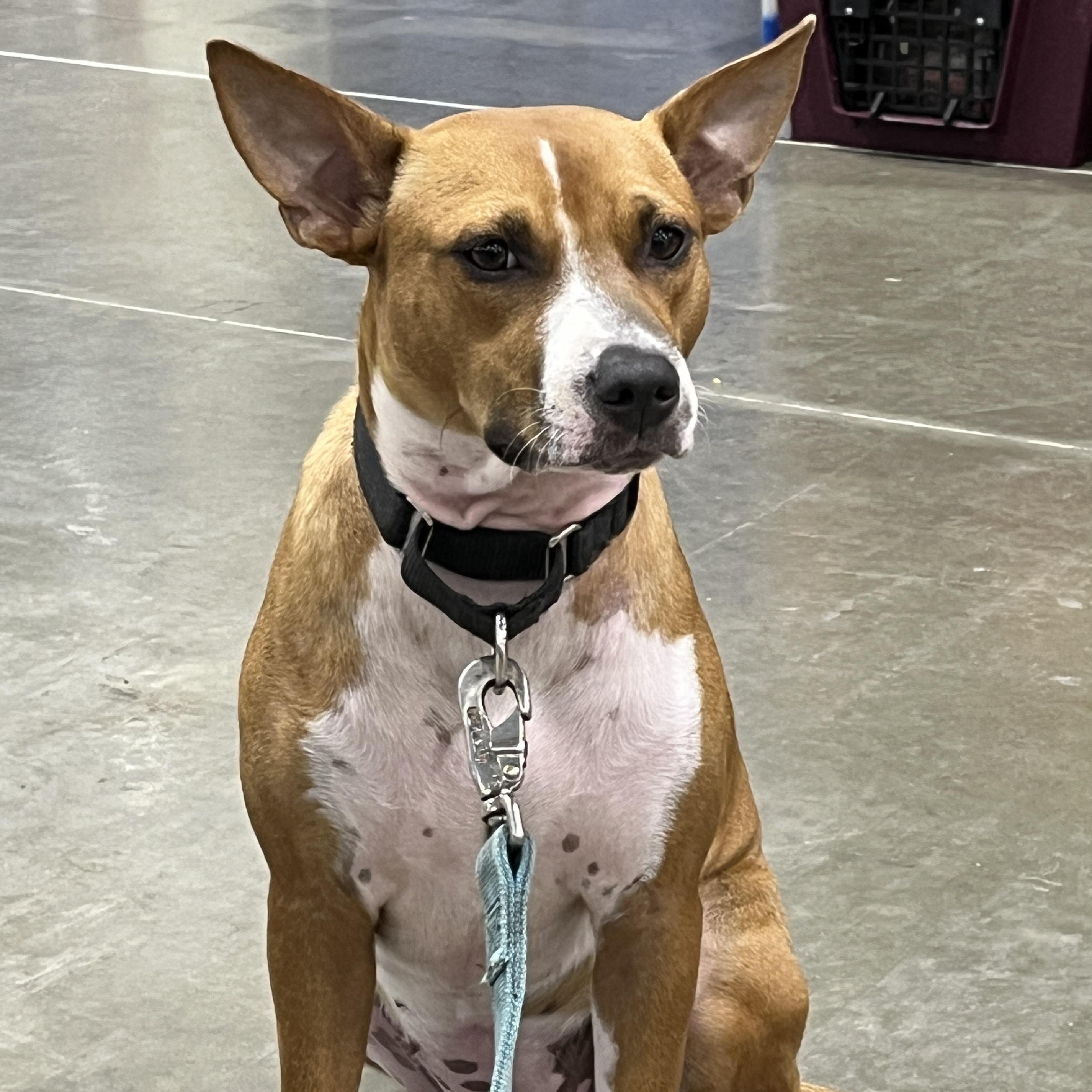 Dog for adoption - Brinkie, a Basenji Mix in Minneapolis, MN | Petfinder