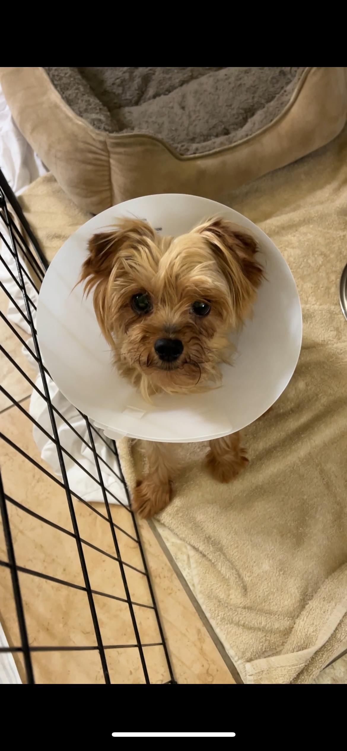 Dog for adoption - Amy, a Yorkshire Terrier in Boca Raton, FL | Petfinder