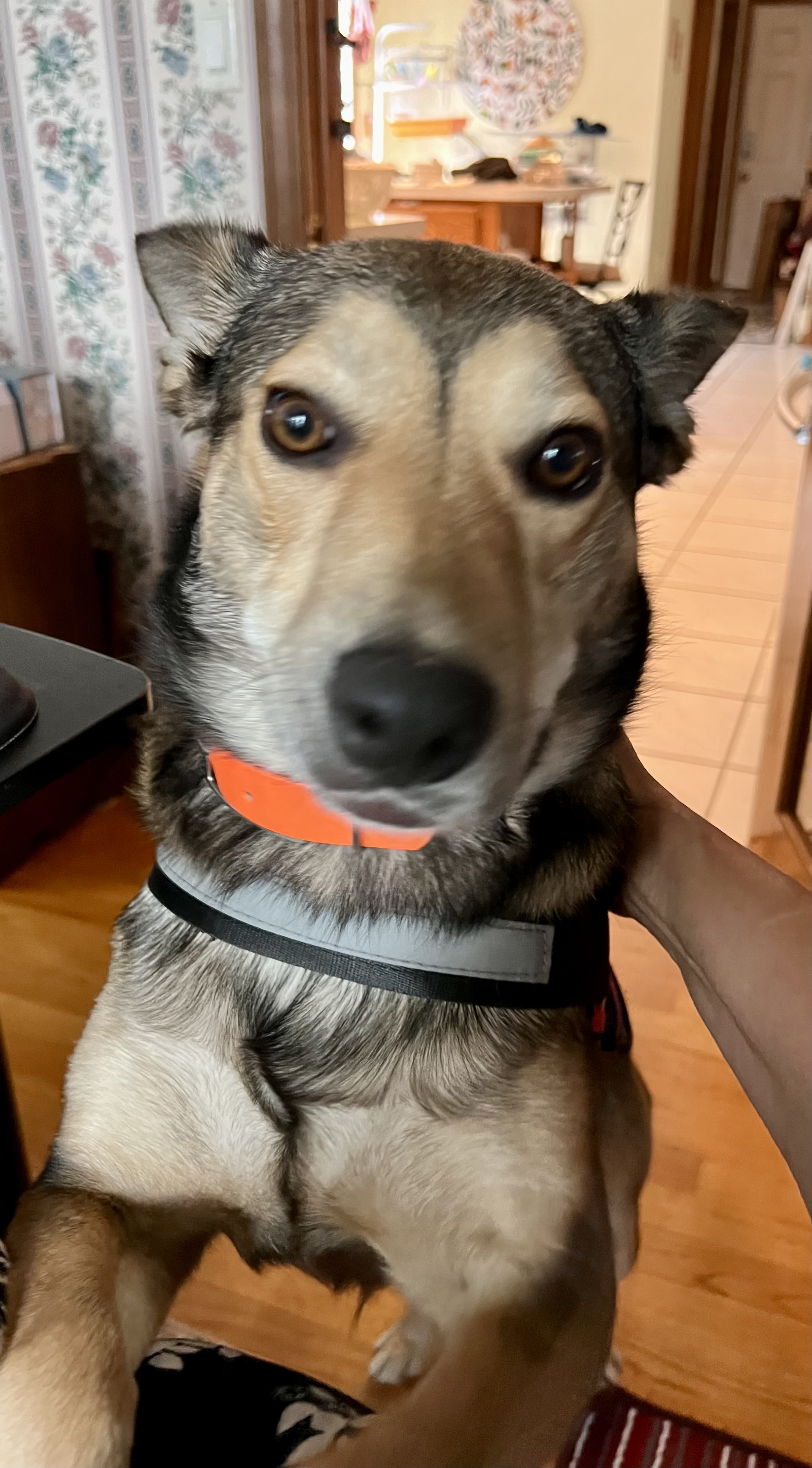 Dog for adoption - Precious, a Shepherd Mix in Sag Harbor , NY | Petfinder