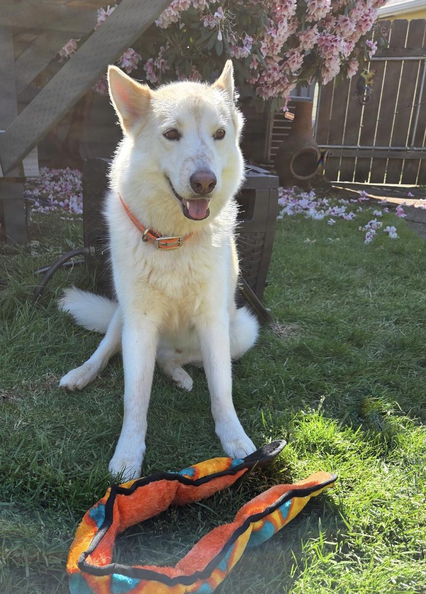 Dog for adoption - Dakota Easy Breezy, a Husky in PORTLAND, OR | Petfinder