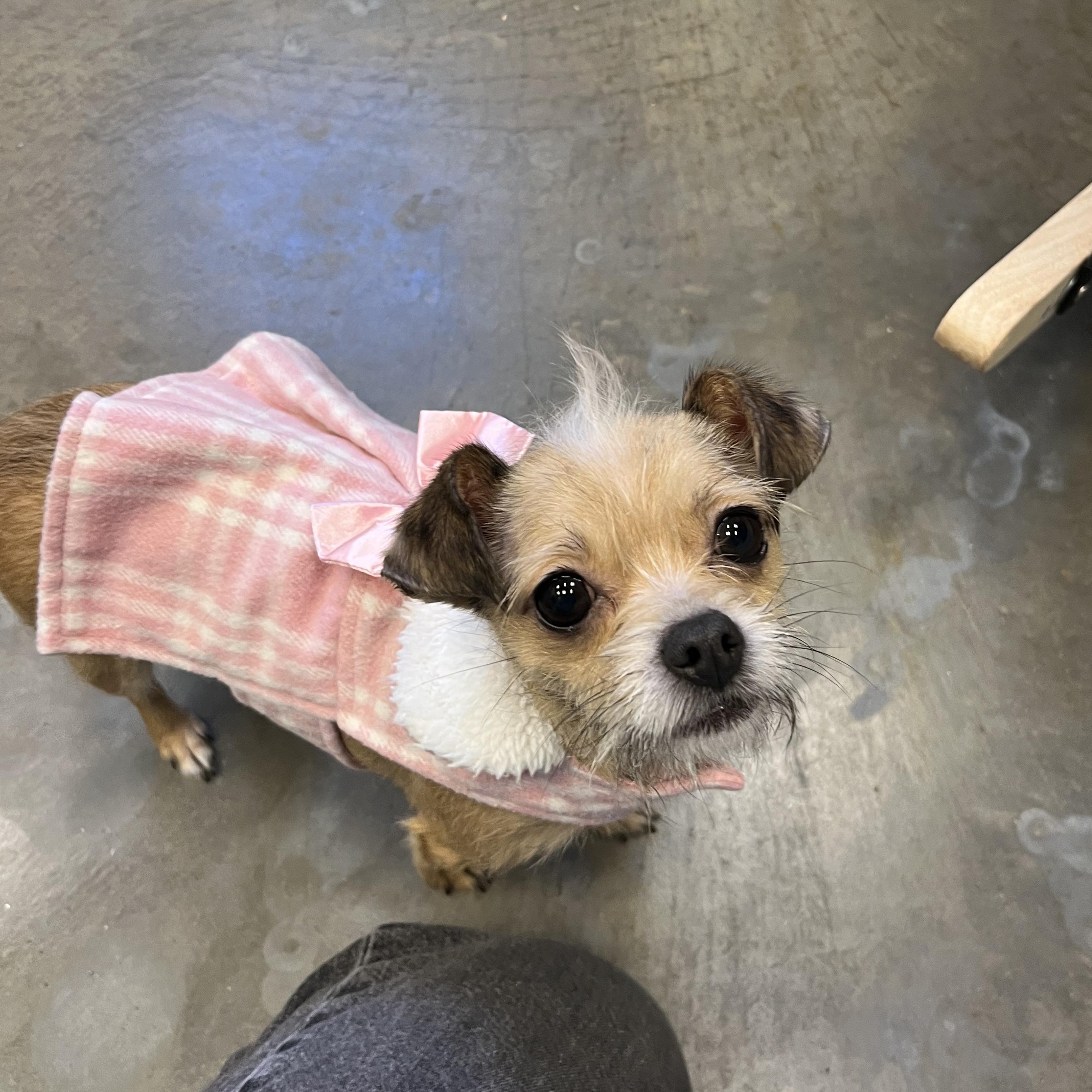 Prissy - Adoptable Pet | Petfinder | Petfinder