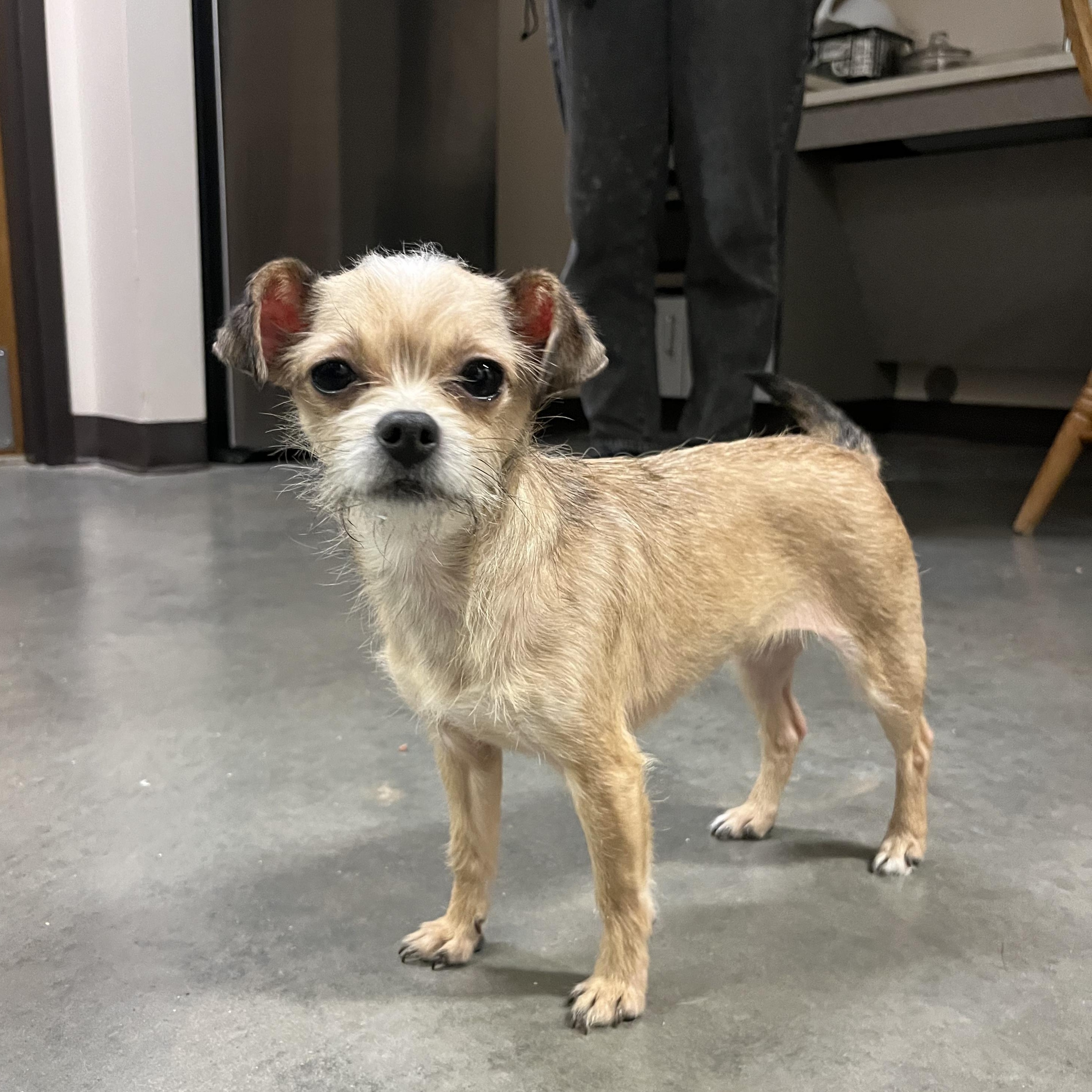 Prissy - Adoptable Pet | Petfinder | Petfinder
