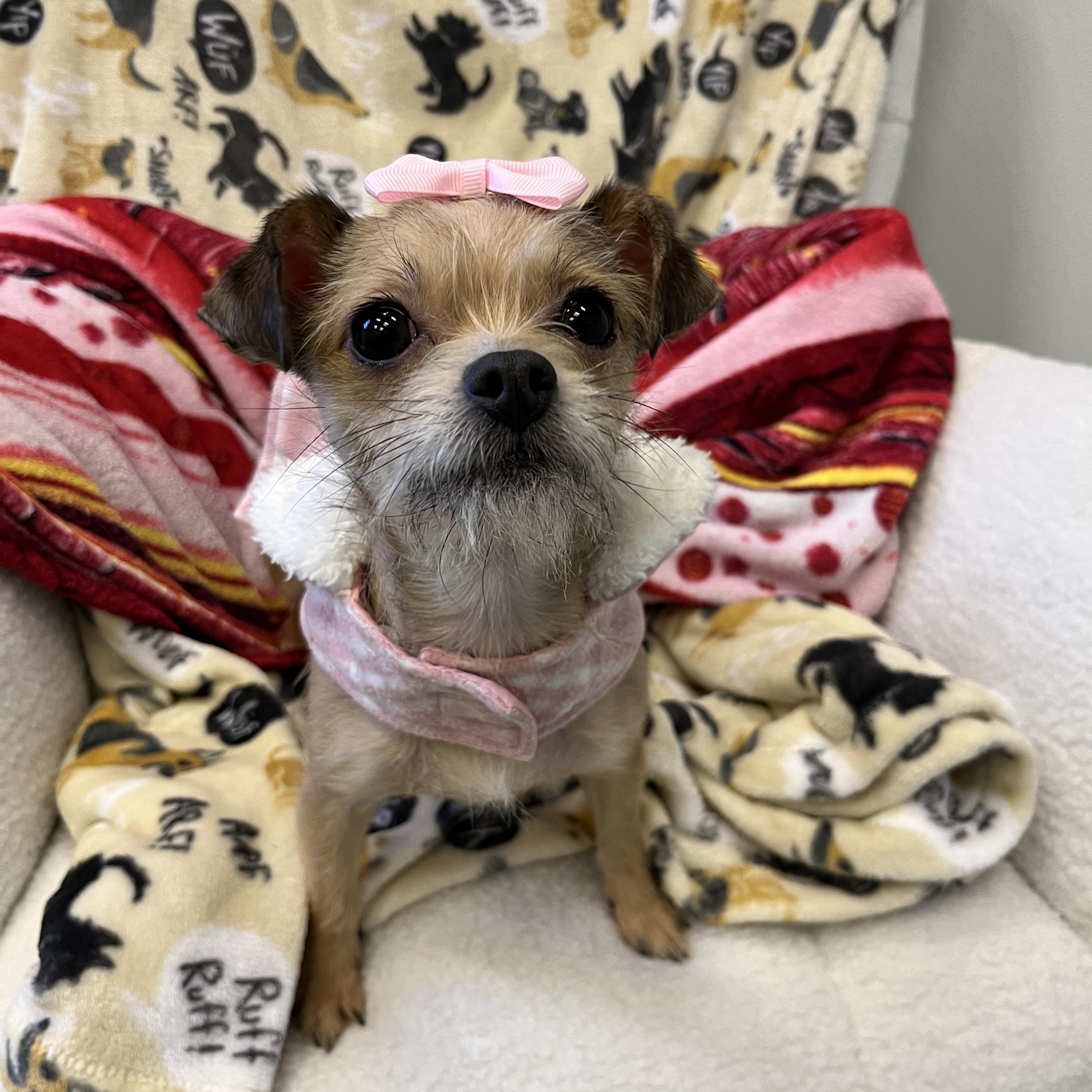 Prissy - Adoptable Pet | Petfinder | Petfinder