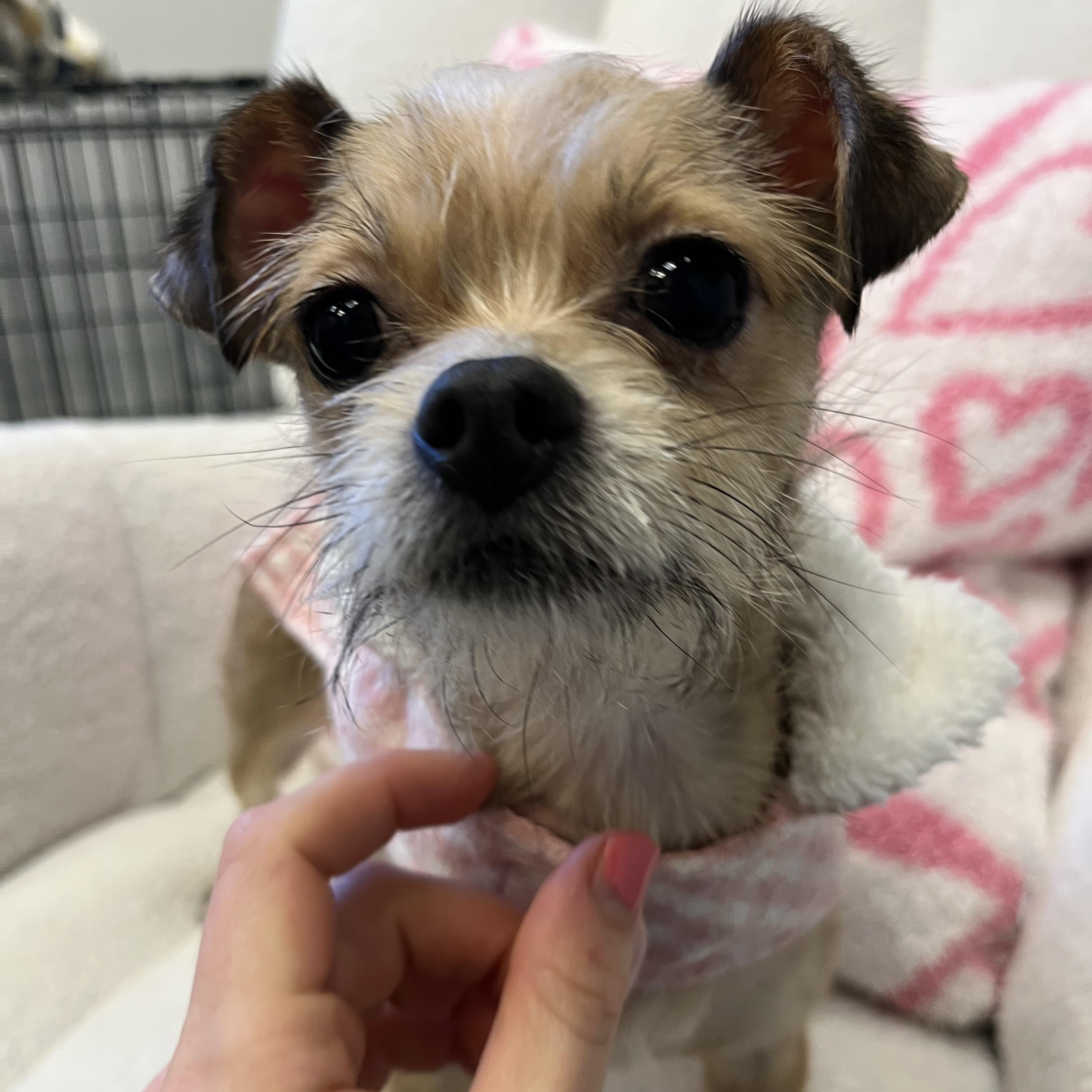 Prissy - Adoptable Pet | Petfinder | Petfinder