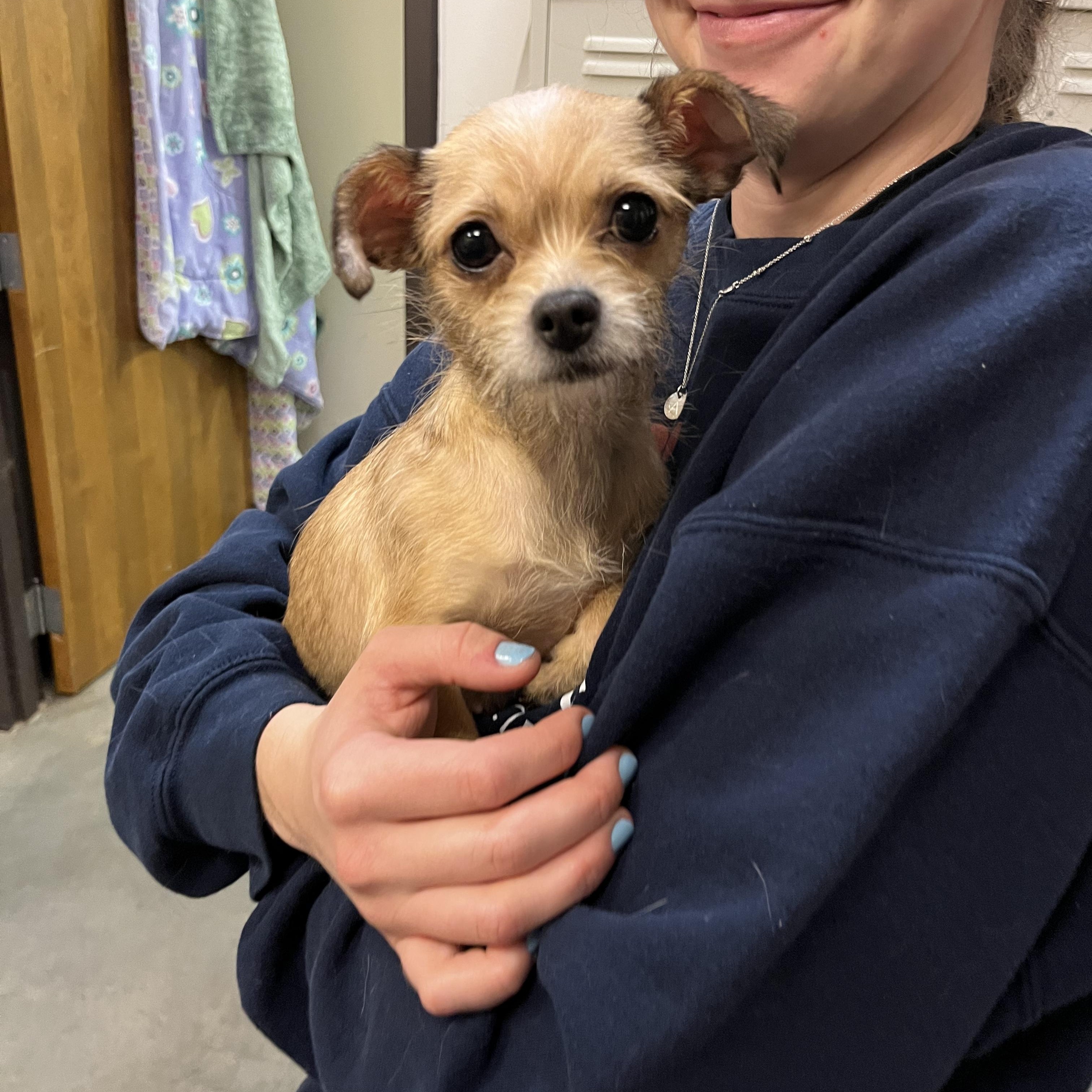 Prissy - Adoptable Pet | Petfinder | Petfinder