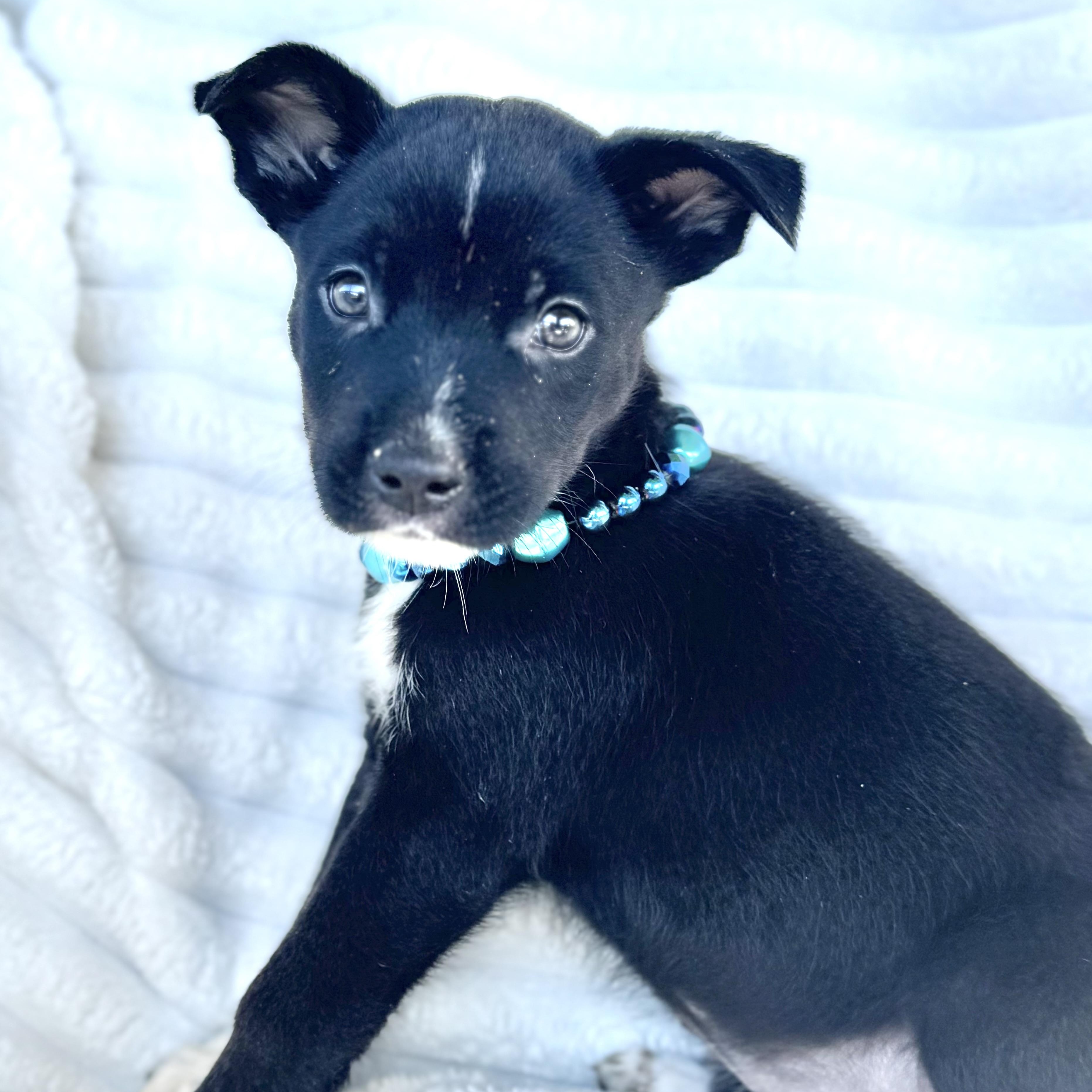 Dog for adoption - Smudge, a German Shepherd Dog Mix in Yonkers, NY ...