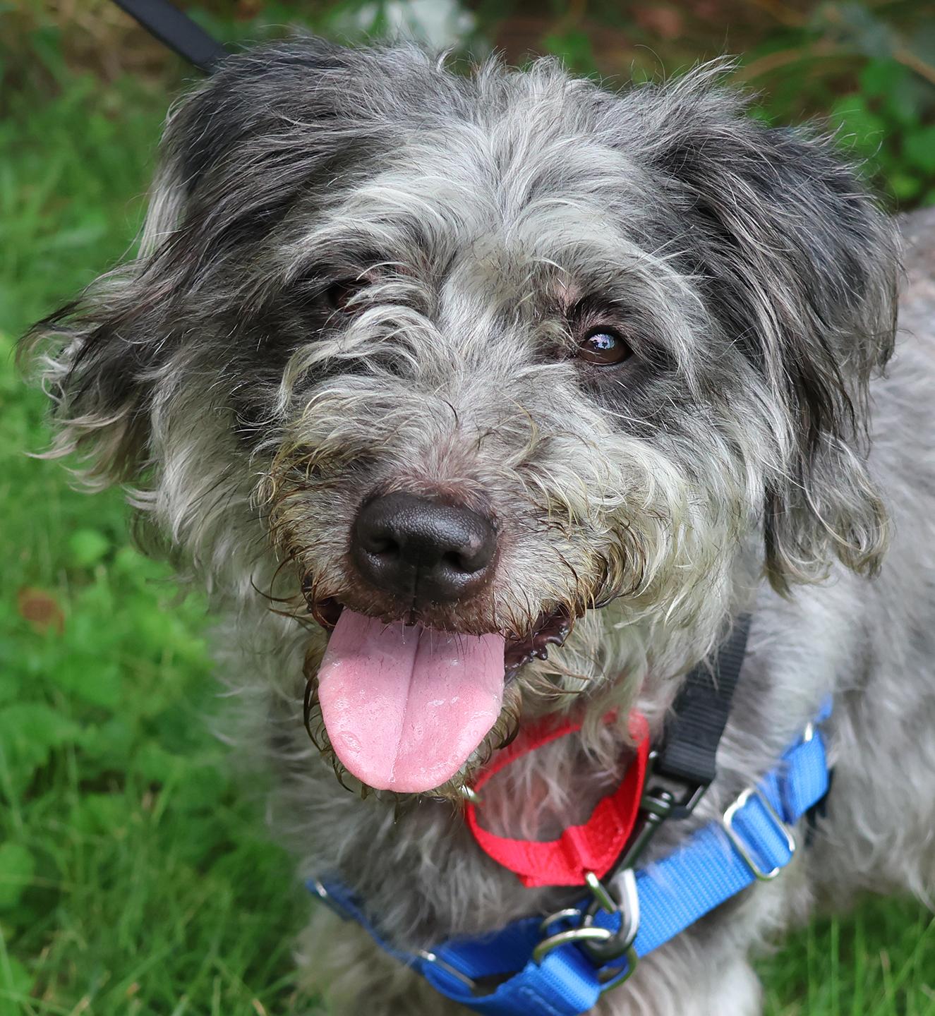 Dog for adoption - Riley, a Schnoodle in Harrison, NY | Petfinder