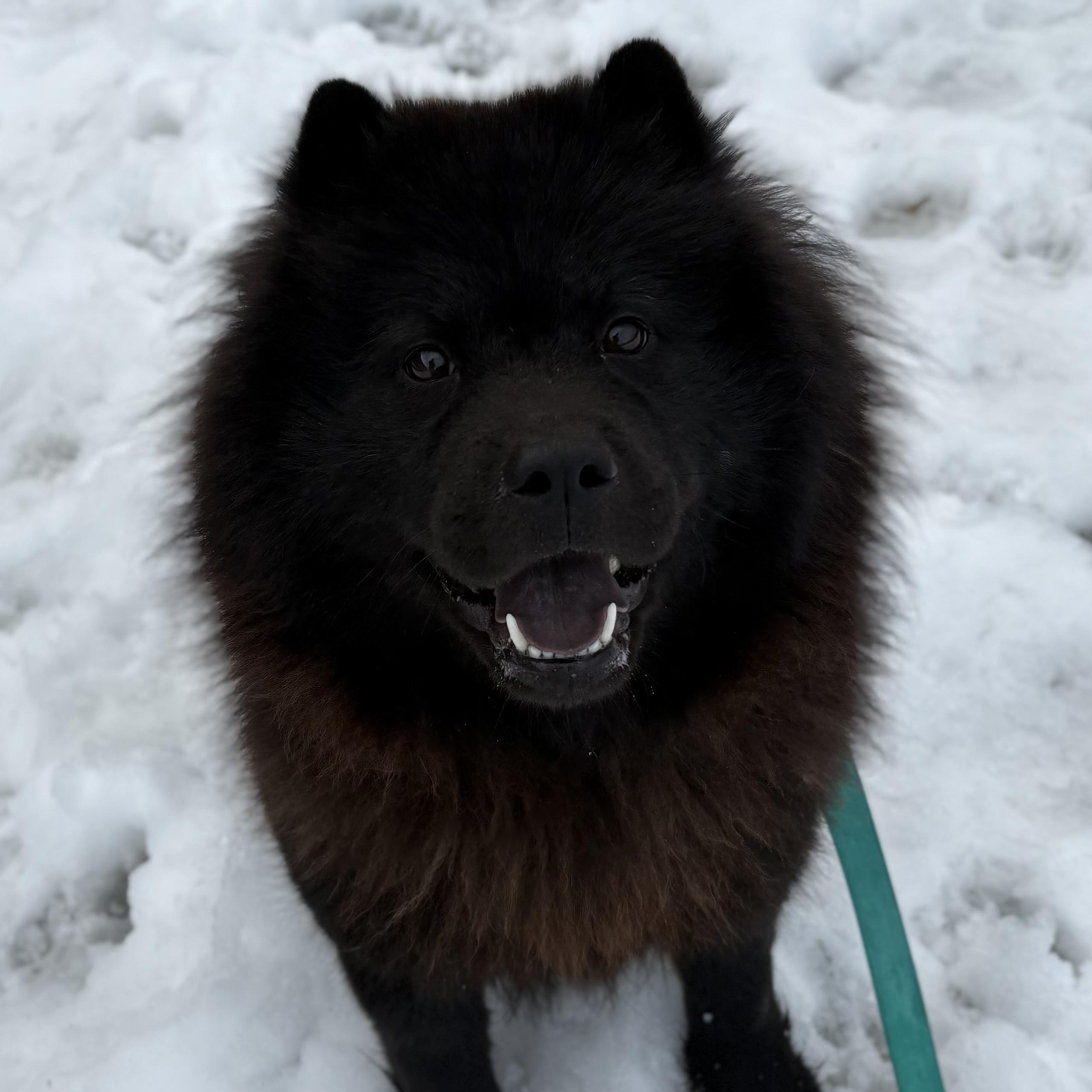 Luna - Adoptable Pet | Petfinder | Petfinder