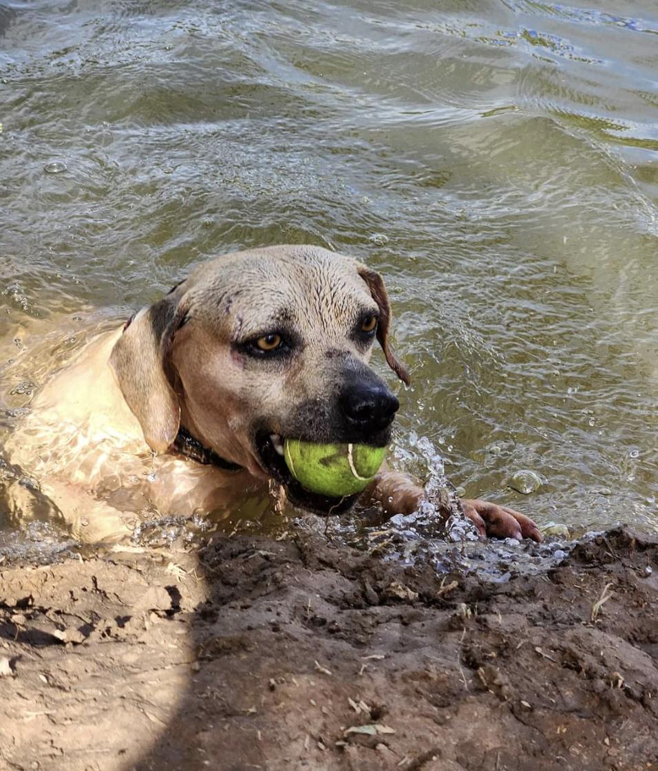 Dog for adoption - Erika, an American Staffordshire Terrier & Beagle ...