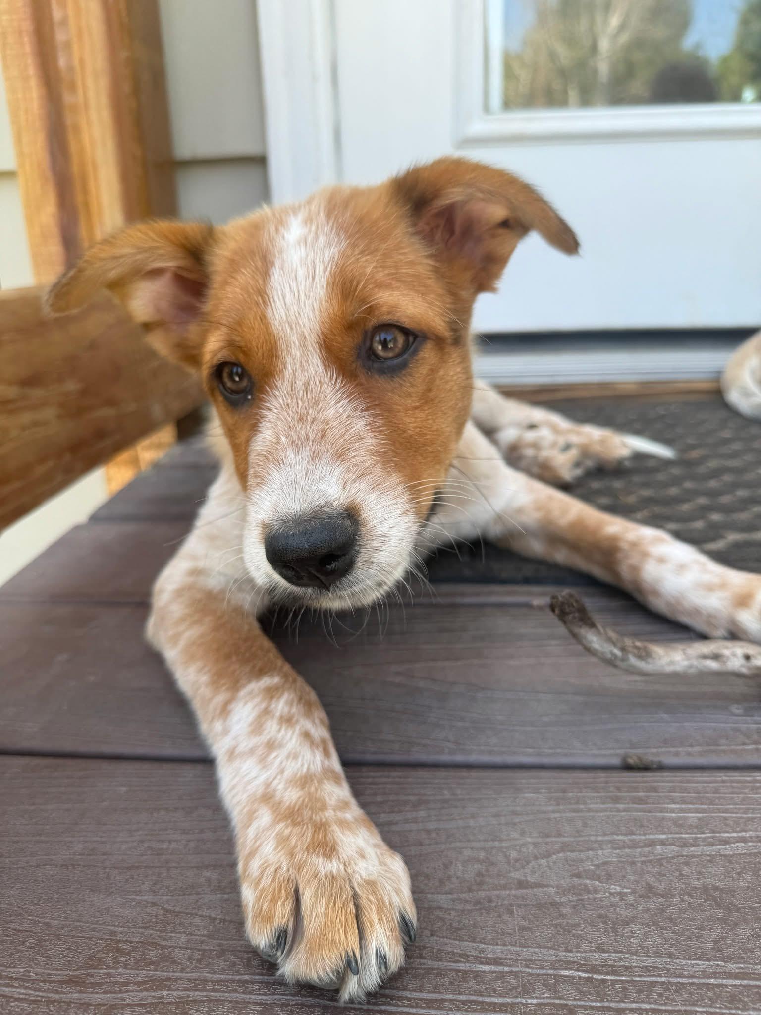 Dog for adoption - Brooks, an Australian Cattle Dog / Blue Heeler Mix ...