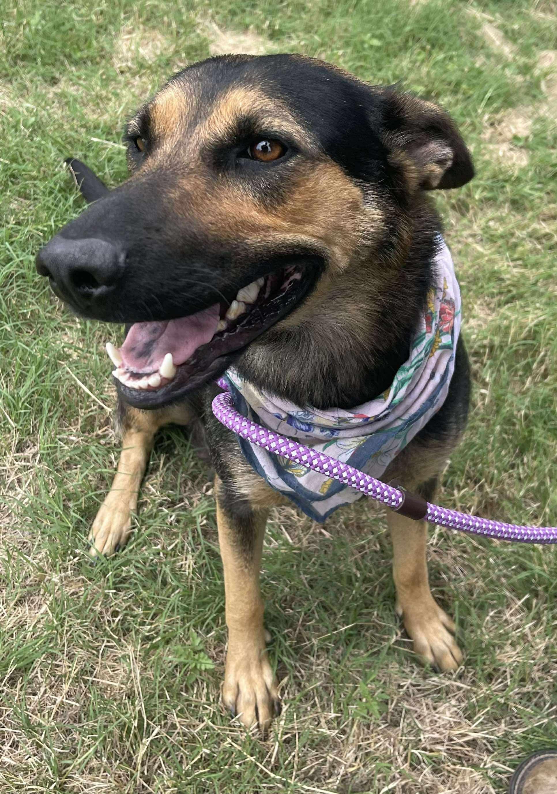 Dog for adoption - Penny, a German Shepherd Dog in Rocky Hill, CT ...
