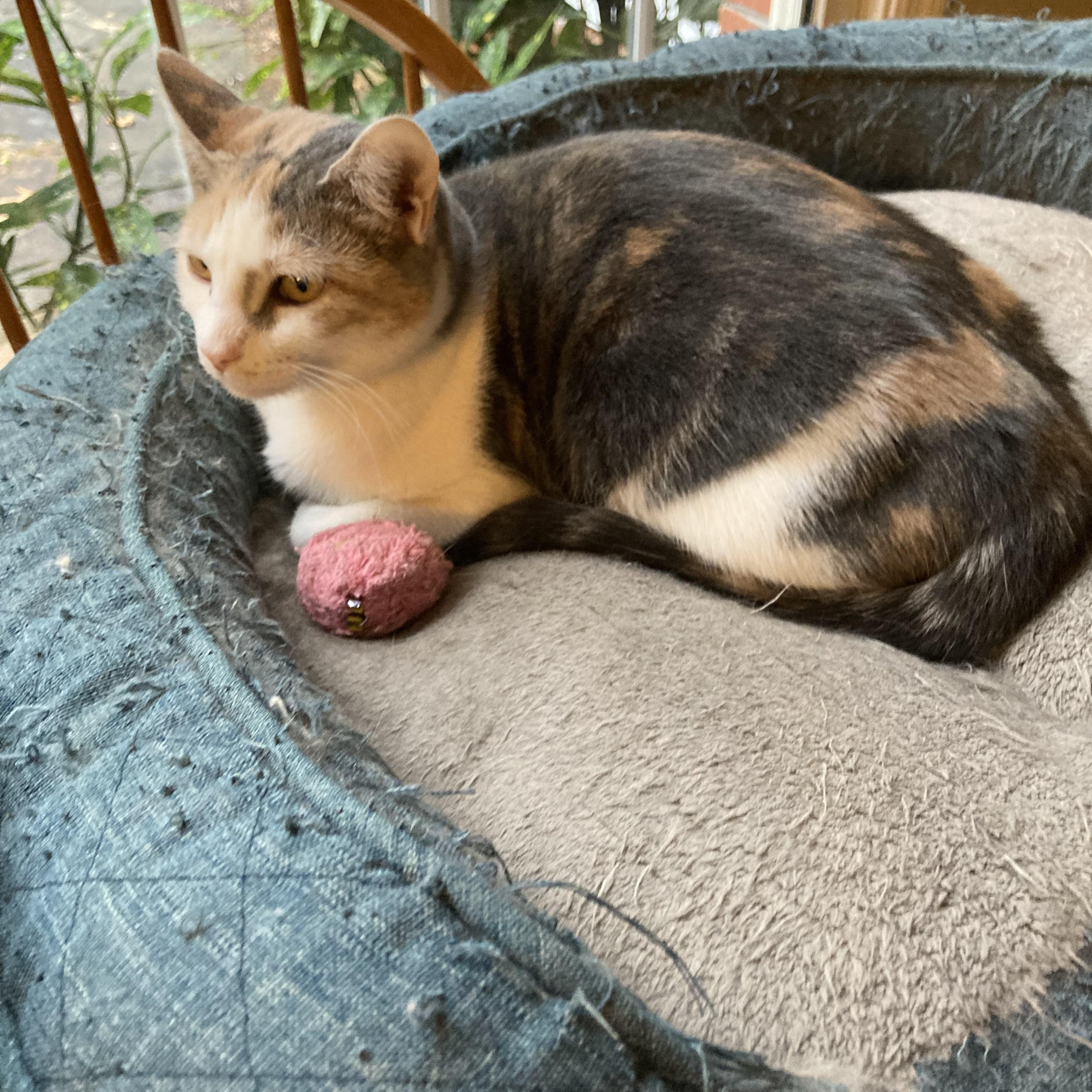 Vera - Adoptable Pet | Petfinder | Petfinder